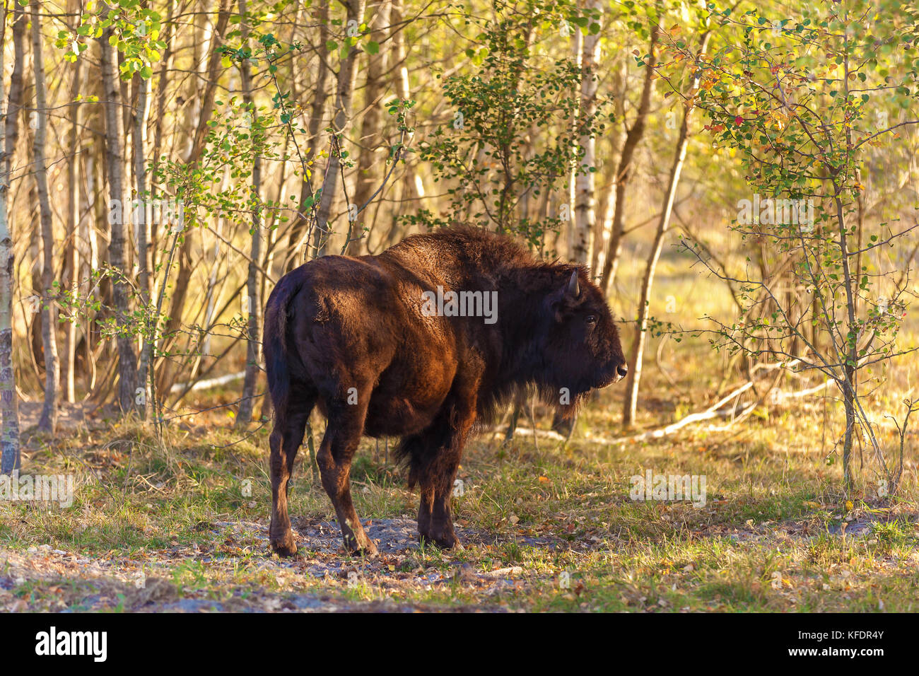 European bison on the forest sand, young bison in the forest Stock ...