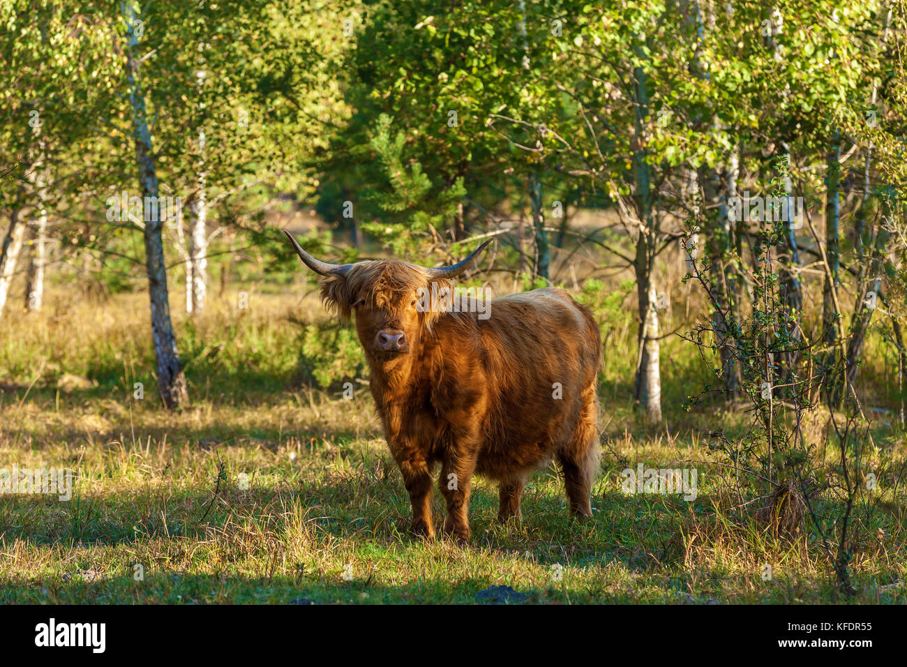 Braw hi-res stock photography and images - Alamy
