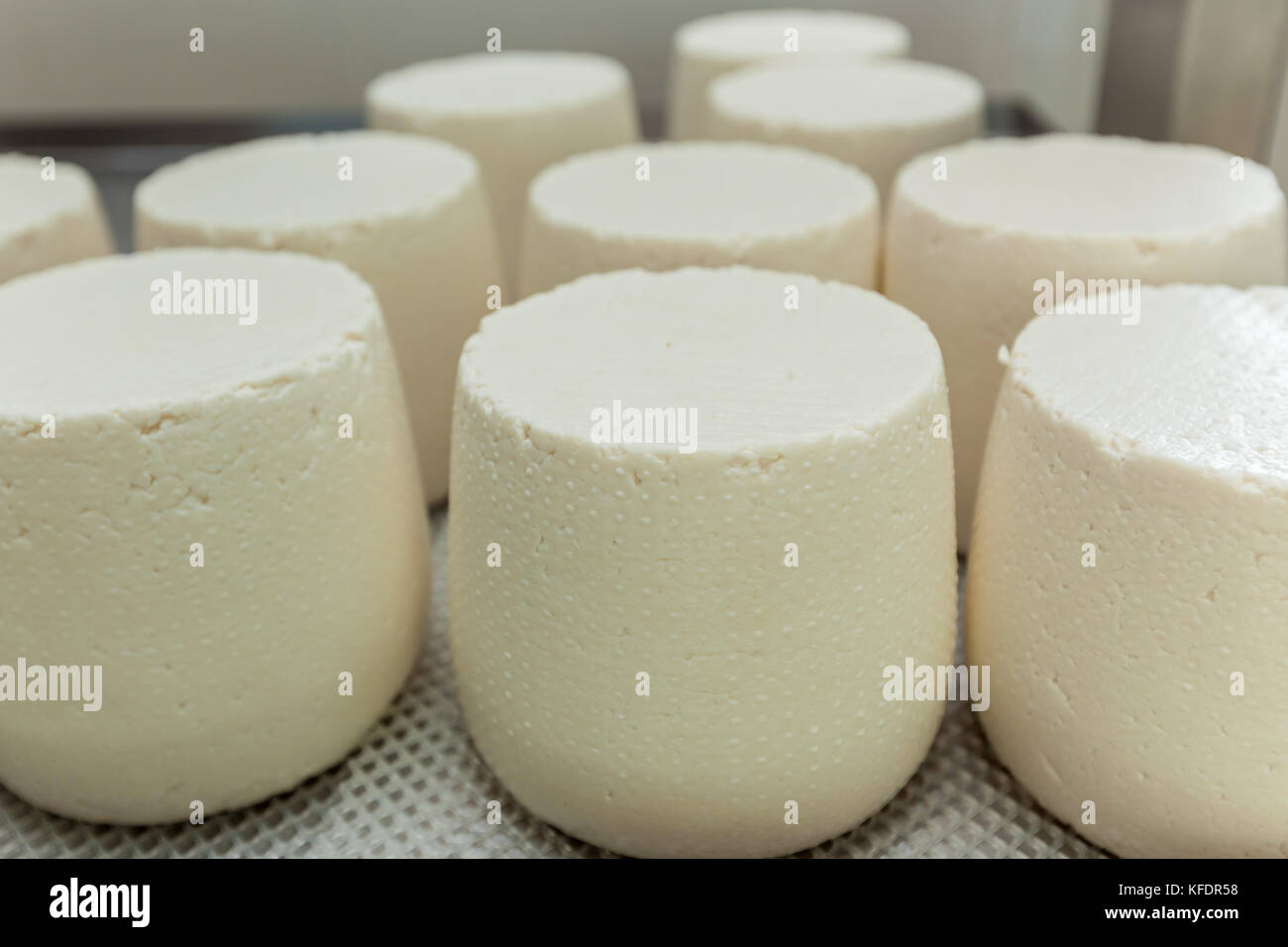 soft cheeses, different types of cheese on the shelves of a ...