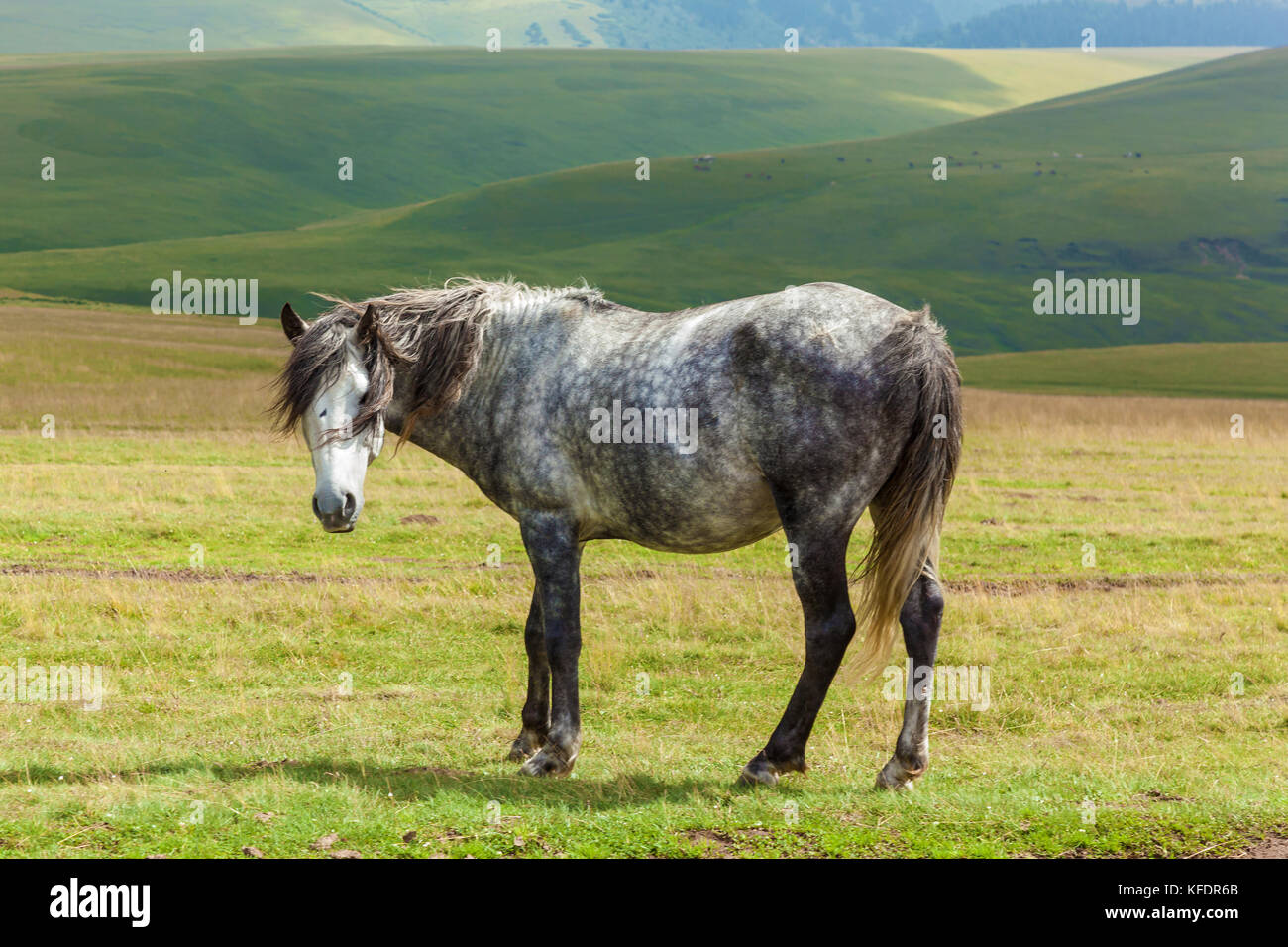 Dappled gray stallion hi-res stock photography and images - Alamy
