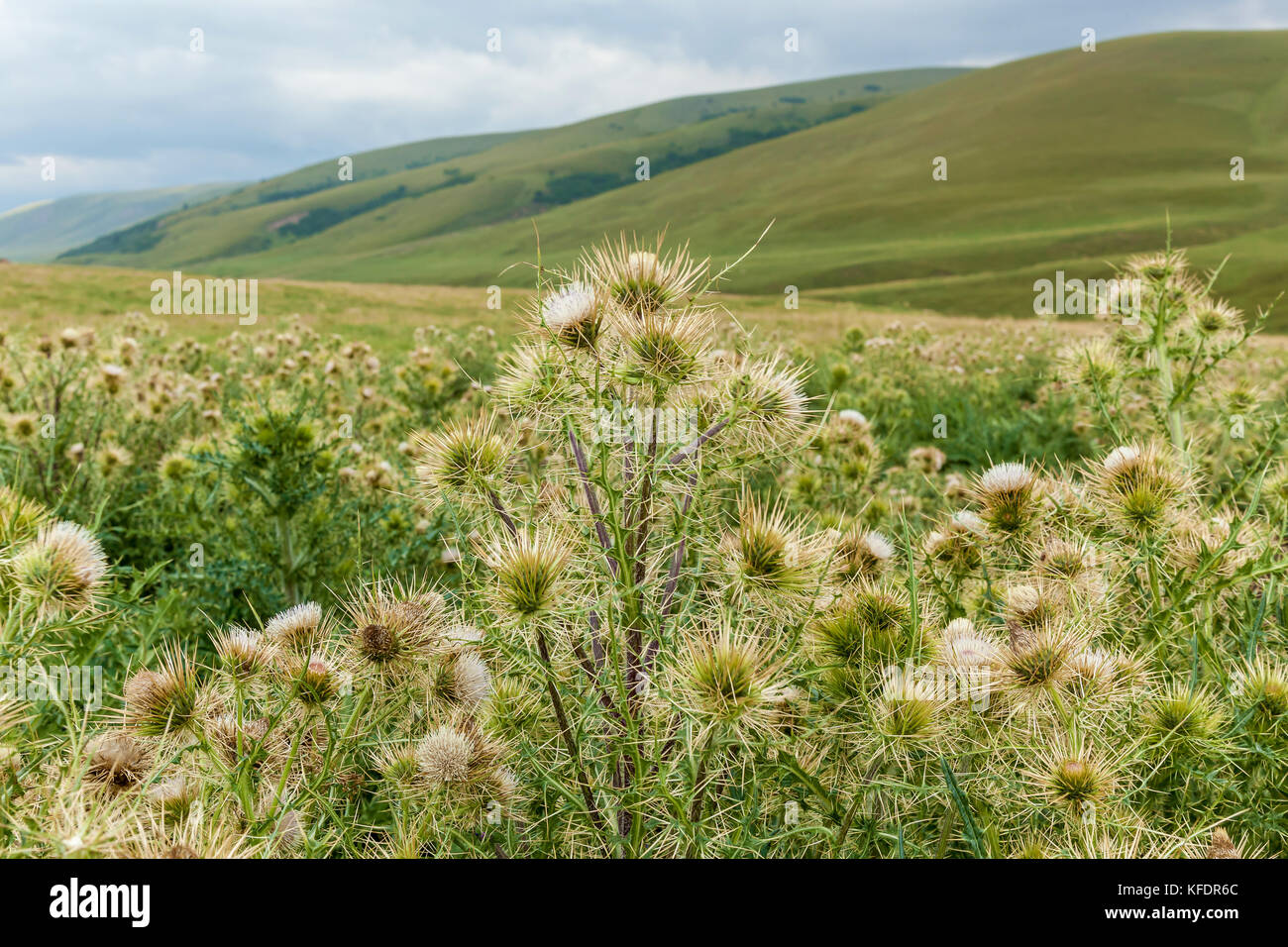 Thorny bushes hi-res stock photography and images - Alamy