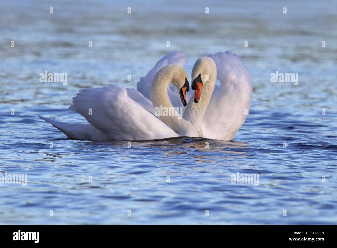 Bond bonded bonding hi-res stock photography and images - Alamy