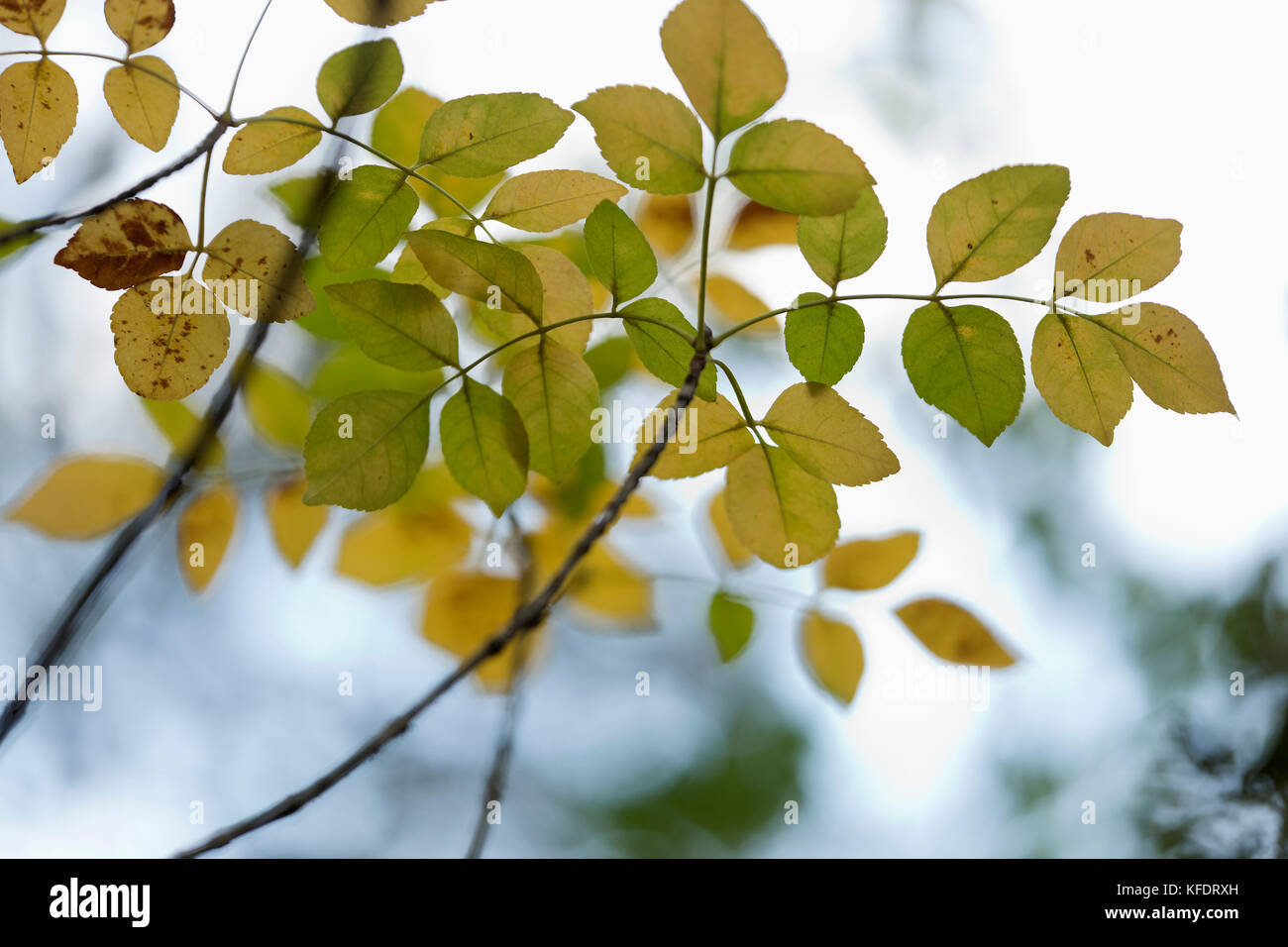 Colorful leaves on an autumn day in the interior of the province of ...