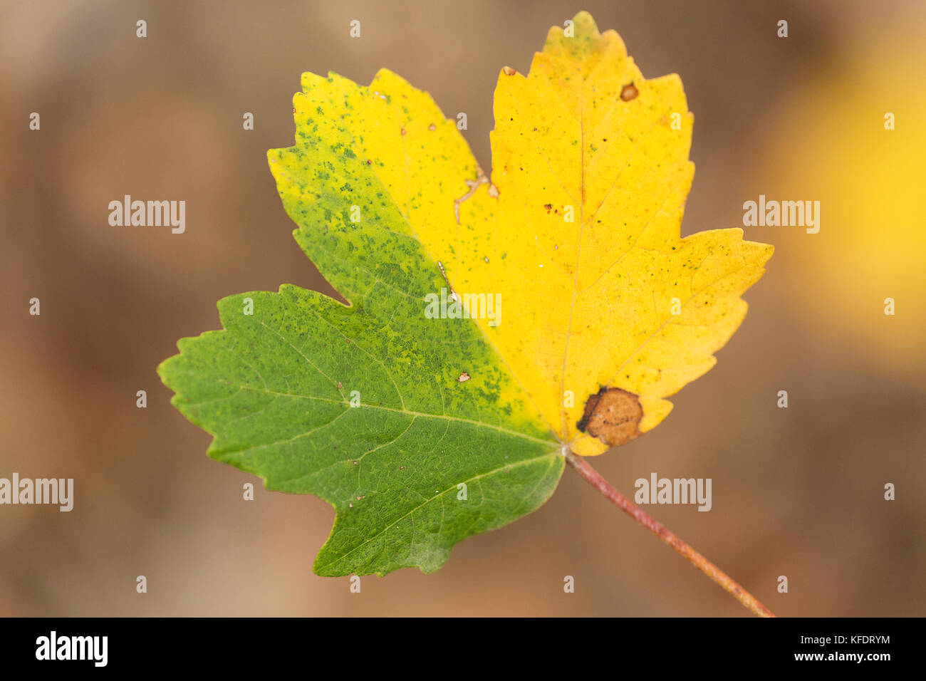 Colorful leaves on an autumn day in the interior of the province of ...