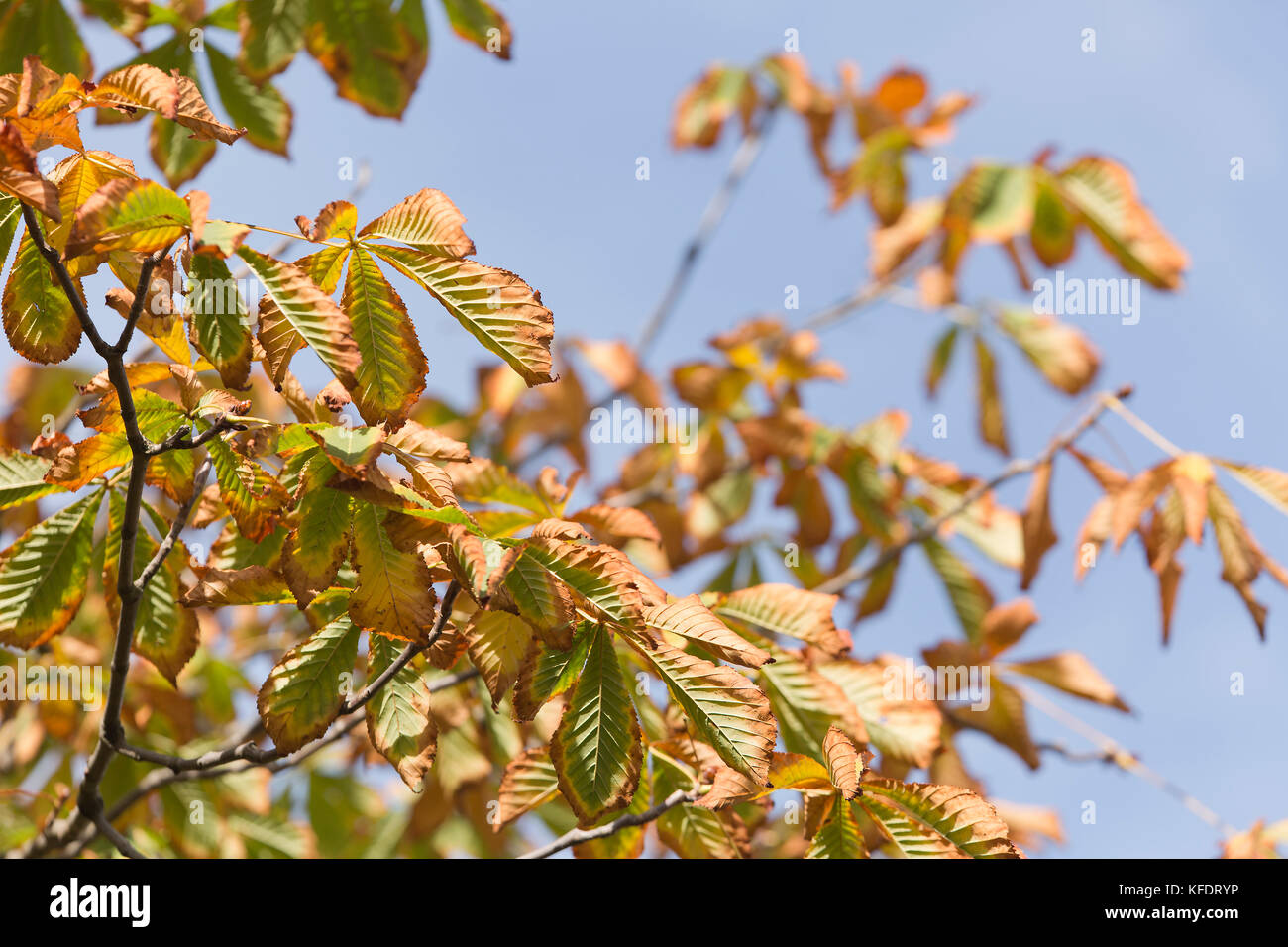Colorful leaves on an autumn day in the interior of the province of ...
