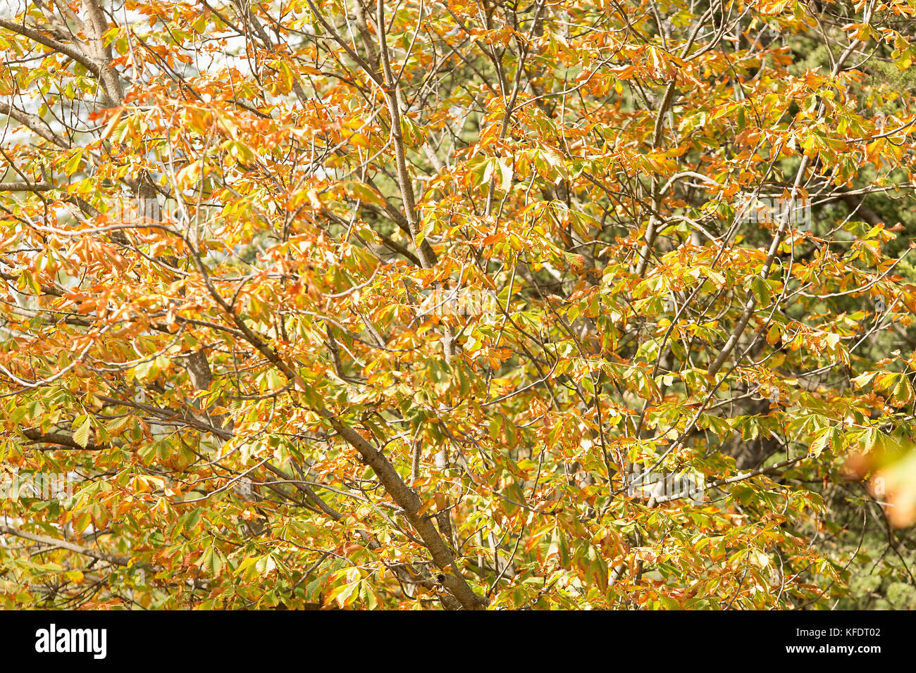 Colorful leaves on an autumn day in the interior of the province of ...
