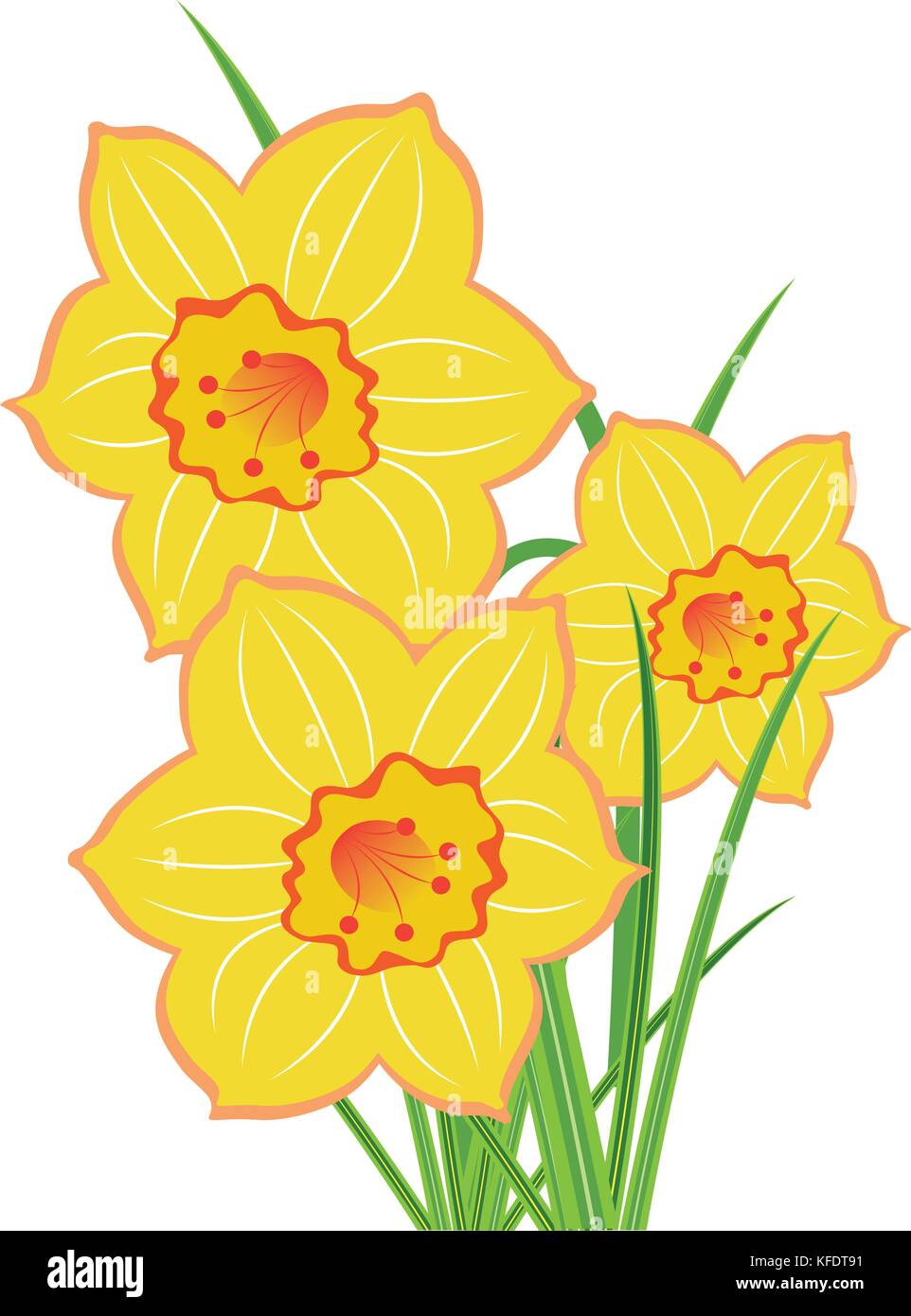 Bouquet of narcissuses isolated on white background Stock Vector Image ...