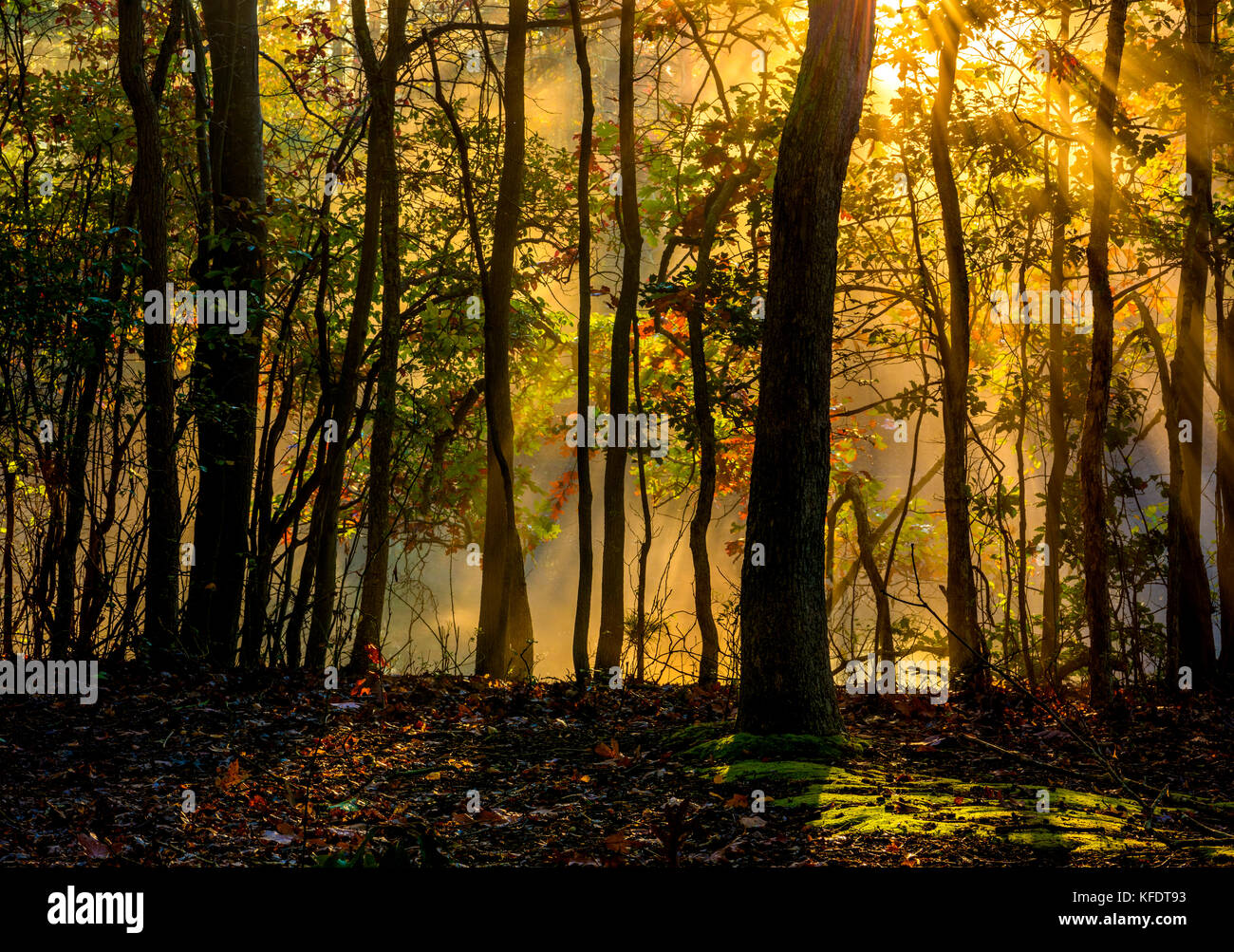 Beaming sun hi-res stock photography and images - Alamy