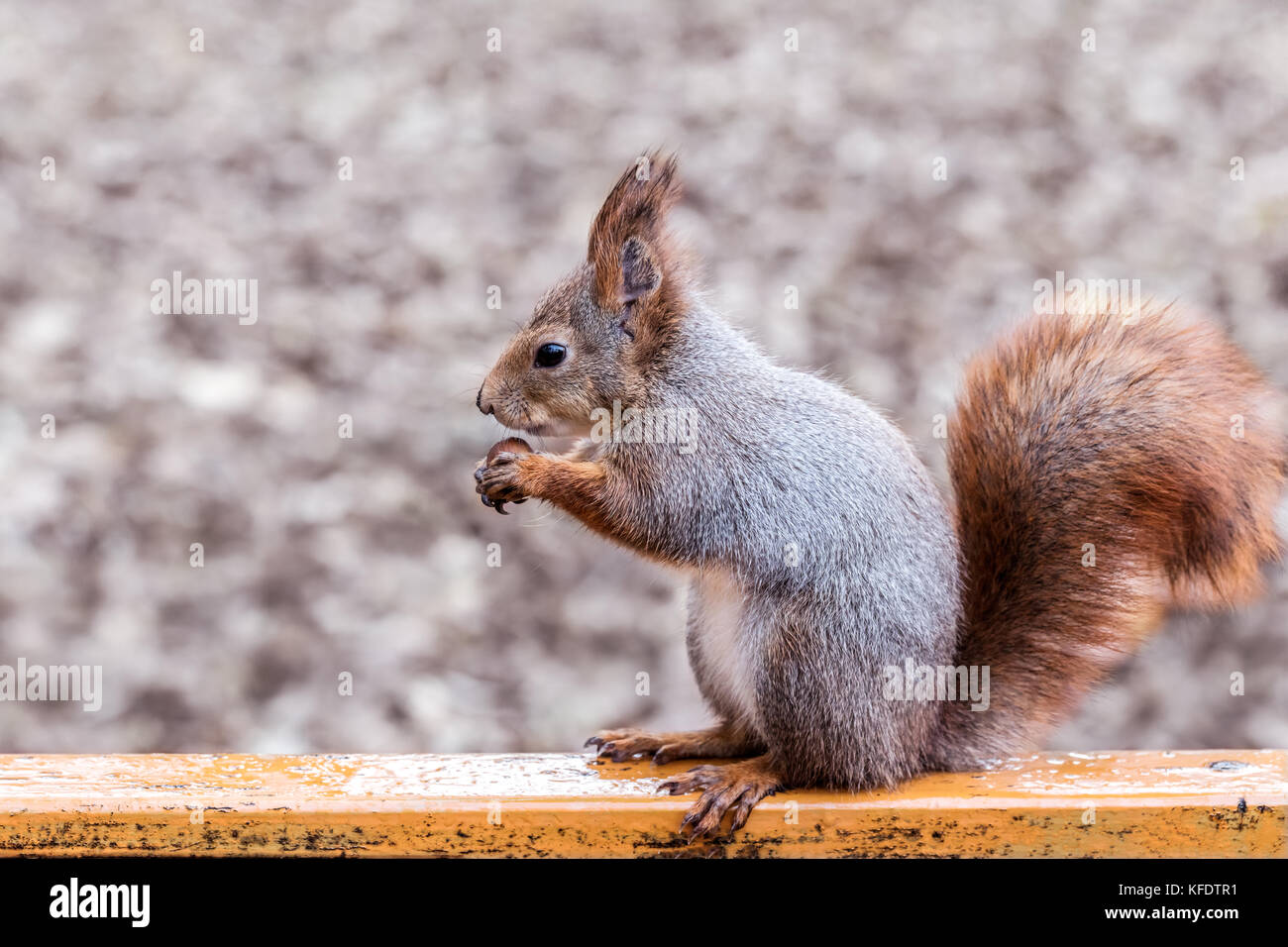 squirrel sitting on park bench and eating nut in fall season Stock ...