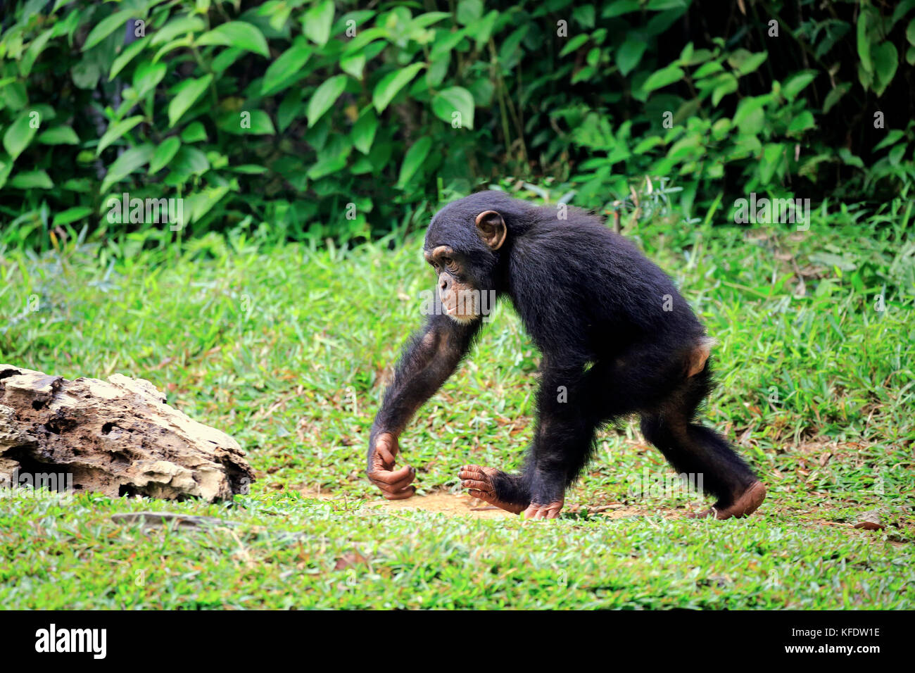 Running chimpanzee hi-res stock photography and images - Alamy