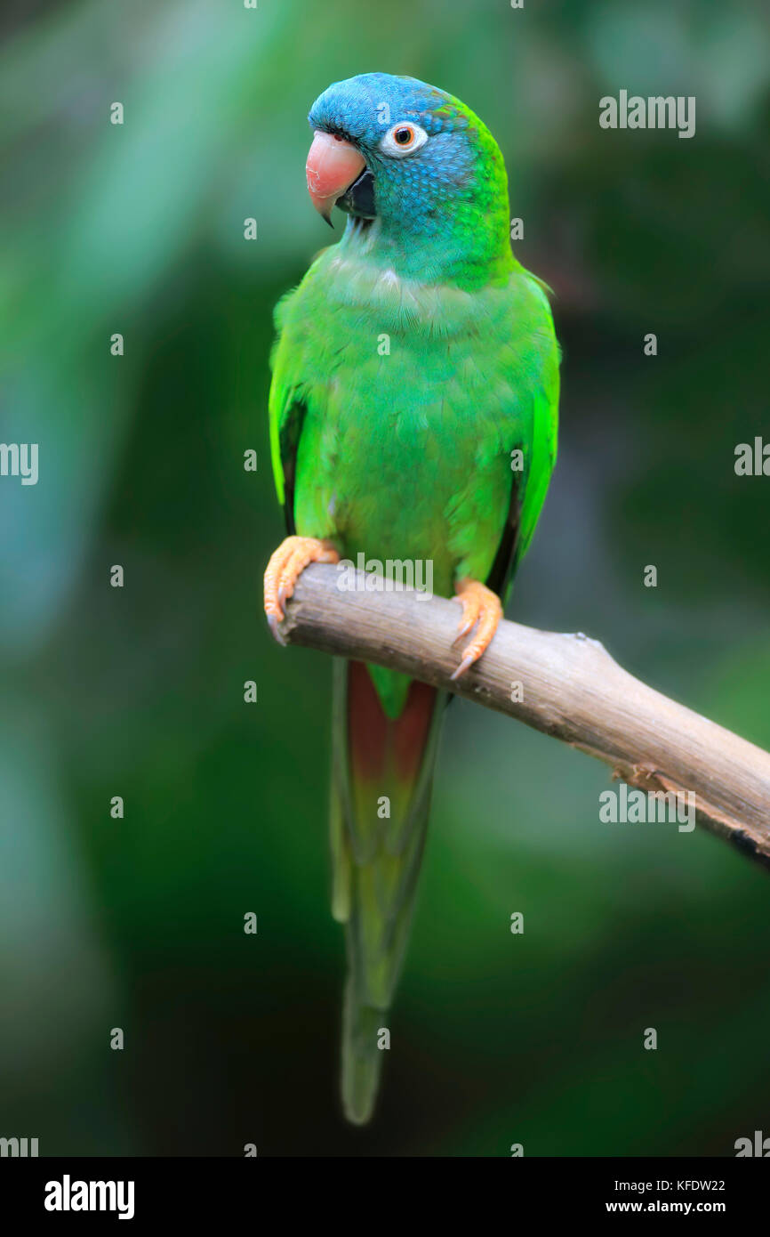 Sharp-tailed Parakeet, (Thectocercus acuticaudatus), adult on wait ...