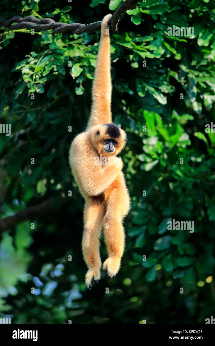 Southern Yellow-cheeked Crested Gibbon, (Nomascus gabriellae), adult ...