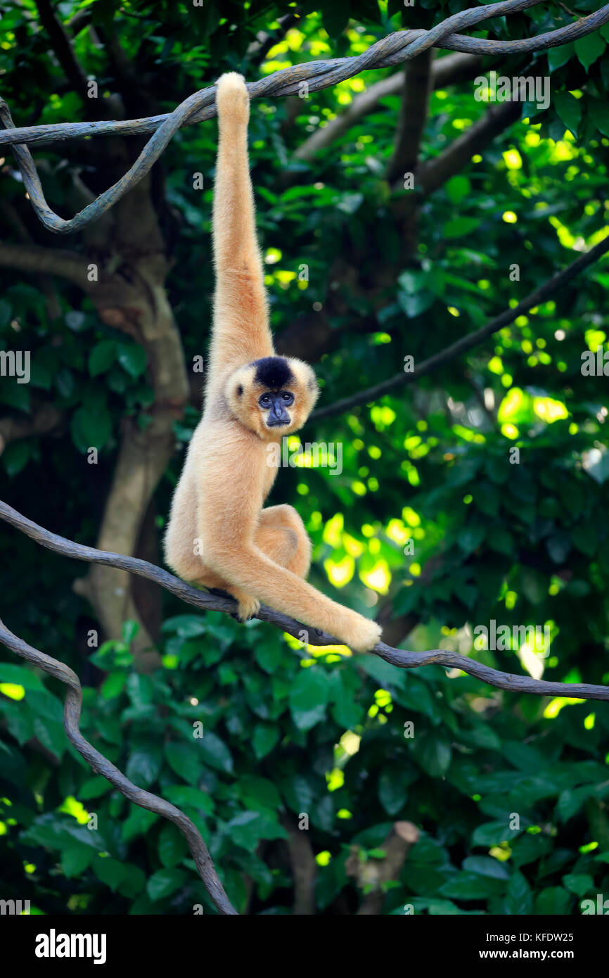 Southern Yellow-cheeked Crested Gibbon, (Nomascus gabriellae), adult ...