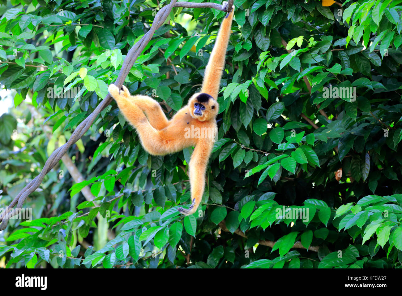 Southern Yellow-cheeked Crested Gibbon, (Nomascus gabriellae), adult ...