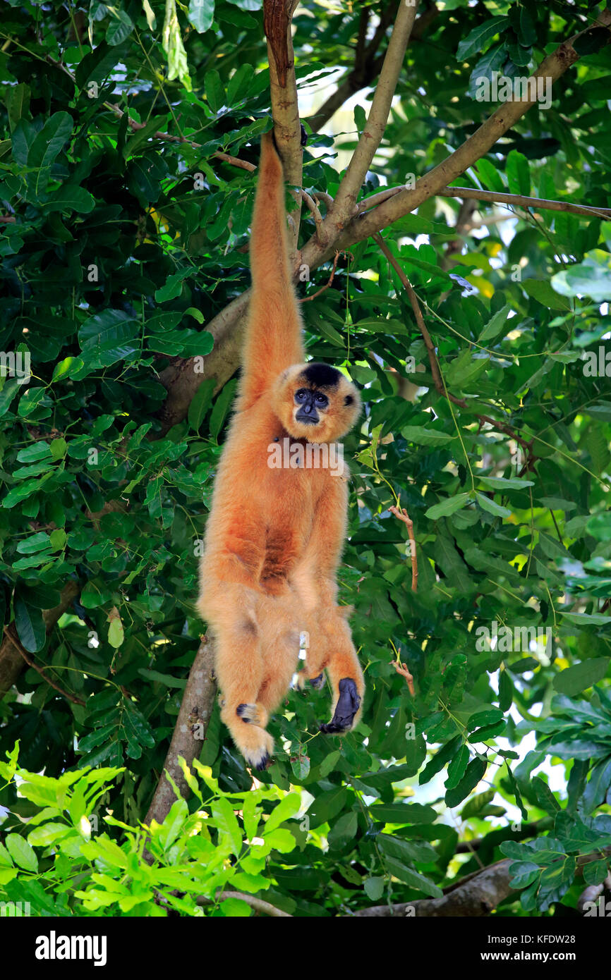 Yellow Cheeked Gibbon High Resolution Stock Photography and Images - Alamy