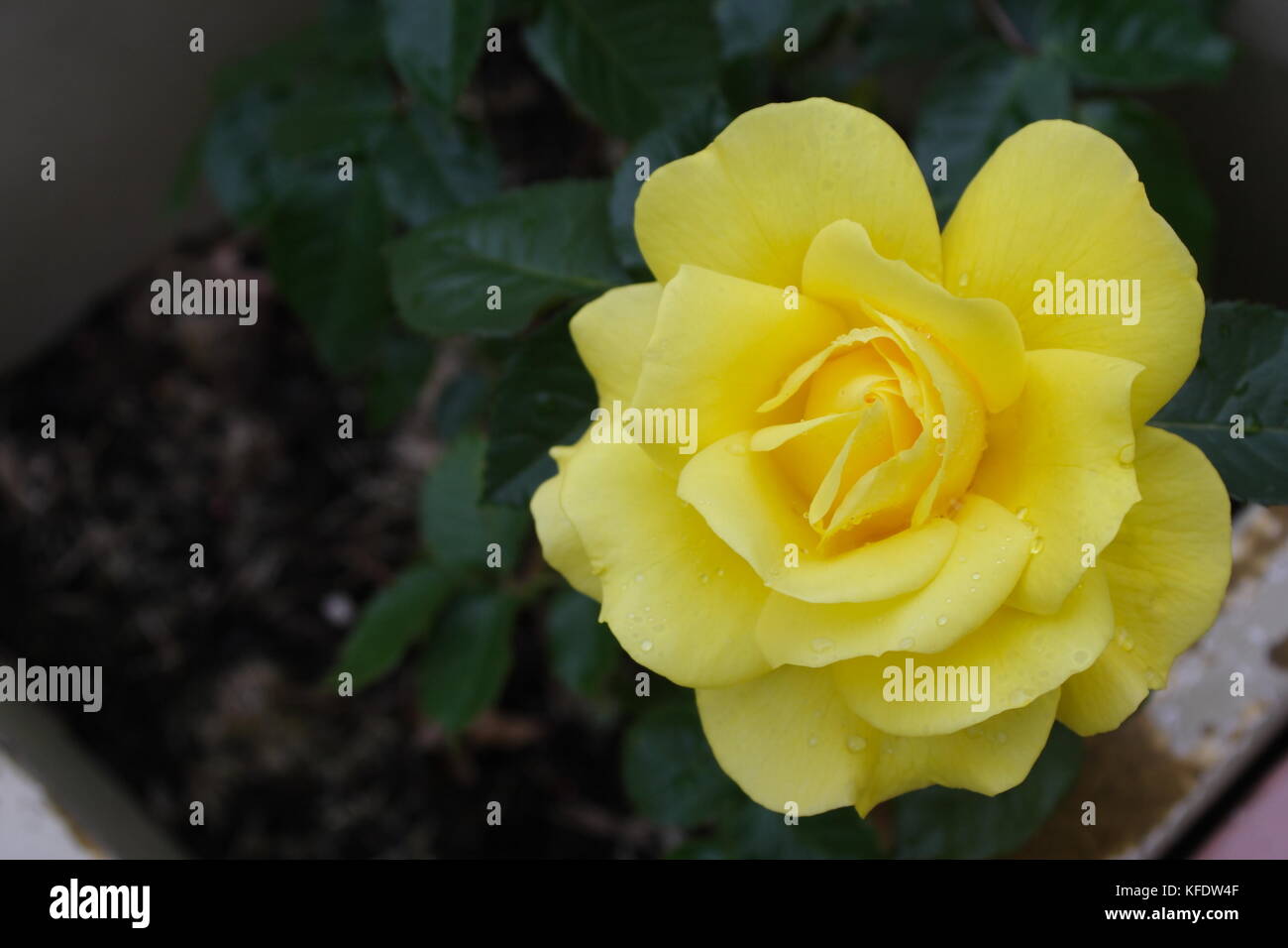Yellow Rose - Florabunda 'Friesia' Stock Photo - Alamy