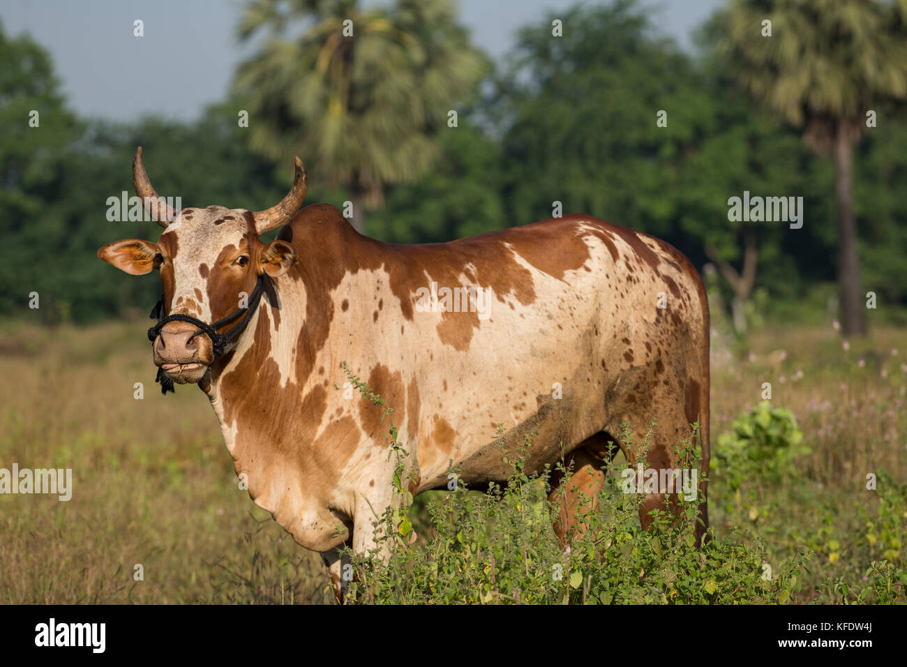 Indian Bull In Agriculture Field High Resolution Stock Photography and ...