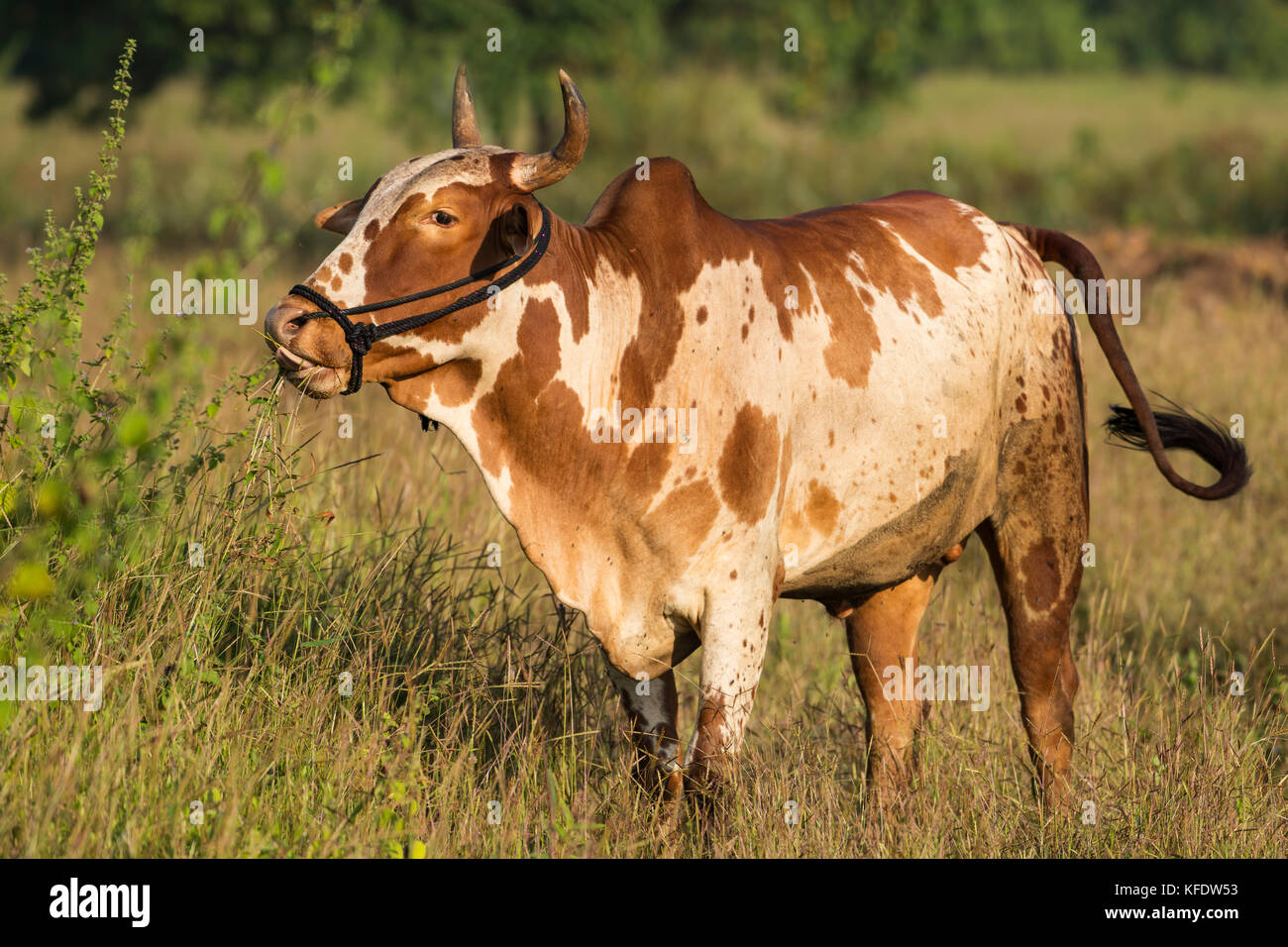 Cattle animal cow bull field hi-res stock photography and images - Alamy