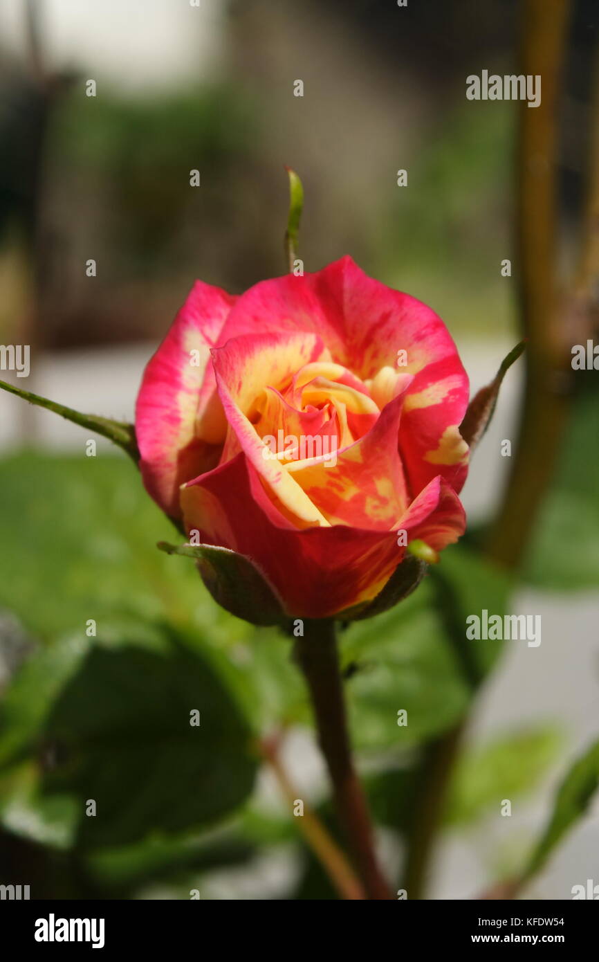 Miniture pink rose hi-res stock photography and images - Alamy