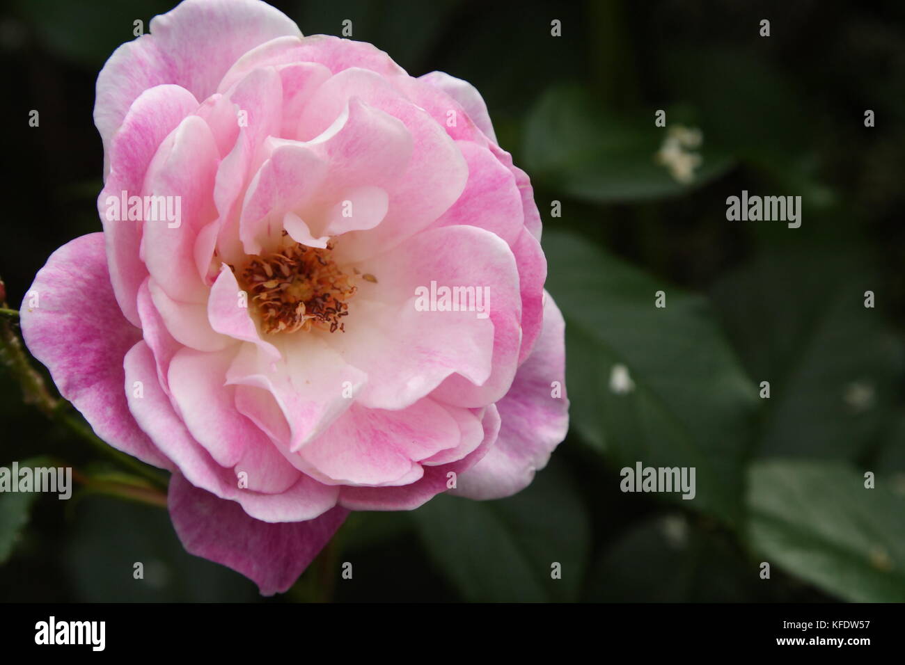 Hybrid Tea Rose - 'Blushing Pink' Stock Photo - Alamy