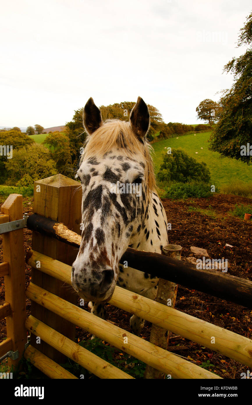 Pretty Appaloosa horse Stock Photo - Alamy