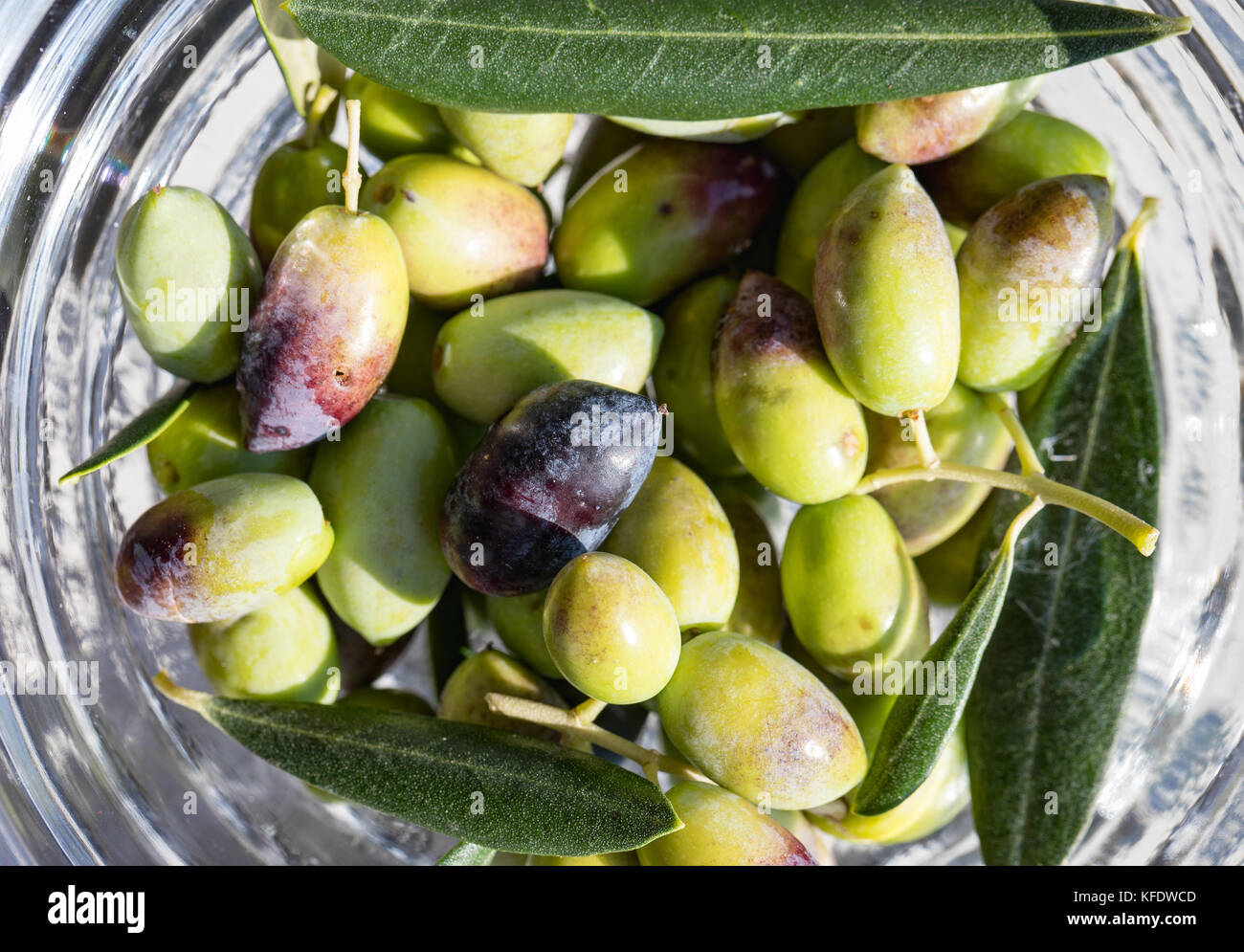 Immature, unripe green olives, fruits of the greek soil. Ionian Islands ...