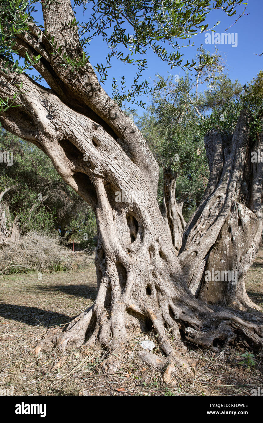 Twisted trunk of an olive tree, Corfu, Greece Stock Photo - Alamy