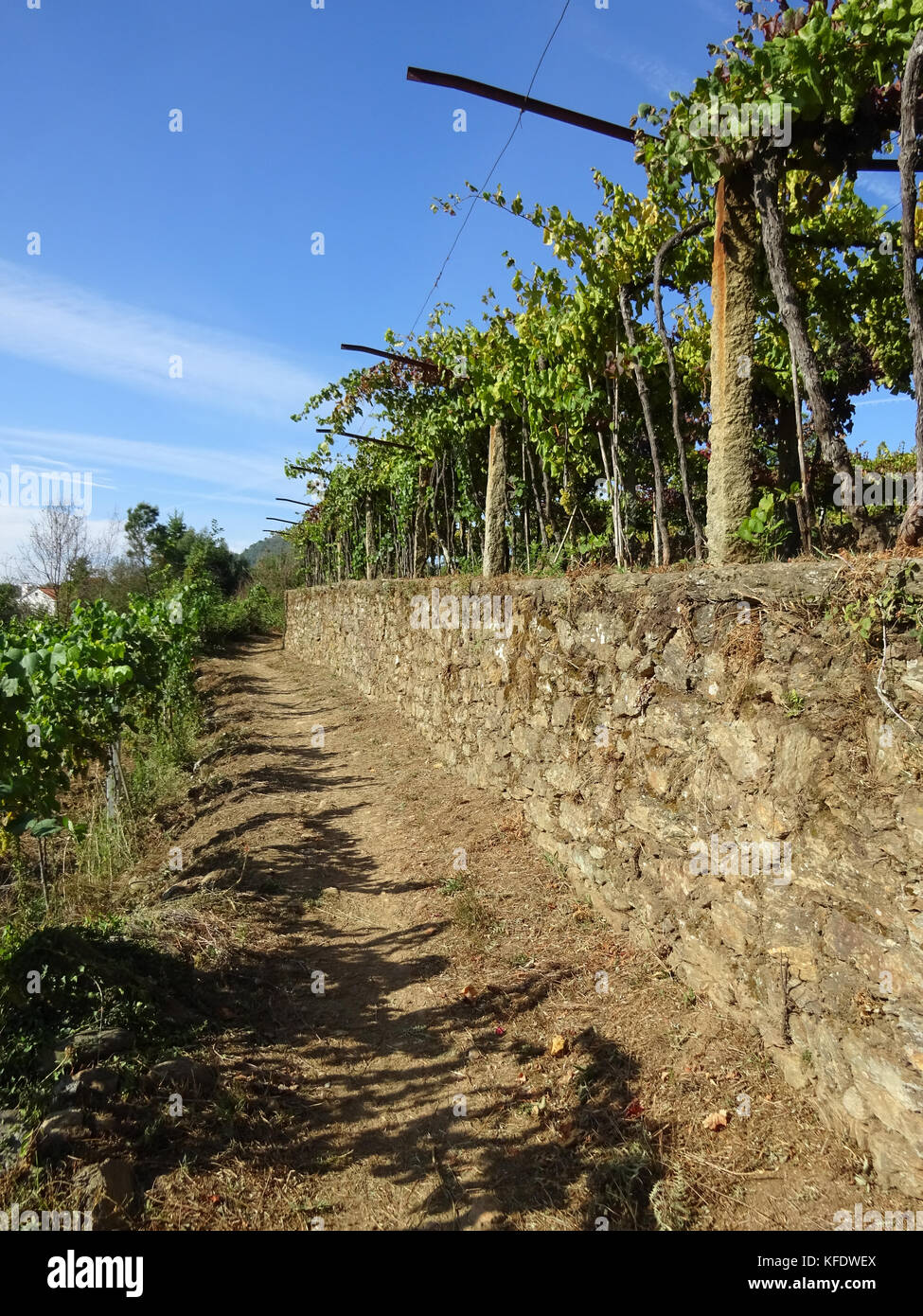 Camino walk portugal hi-res stock photography and images - Alamy