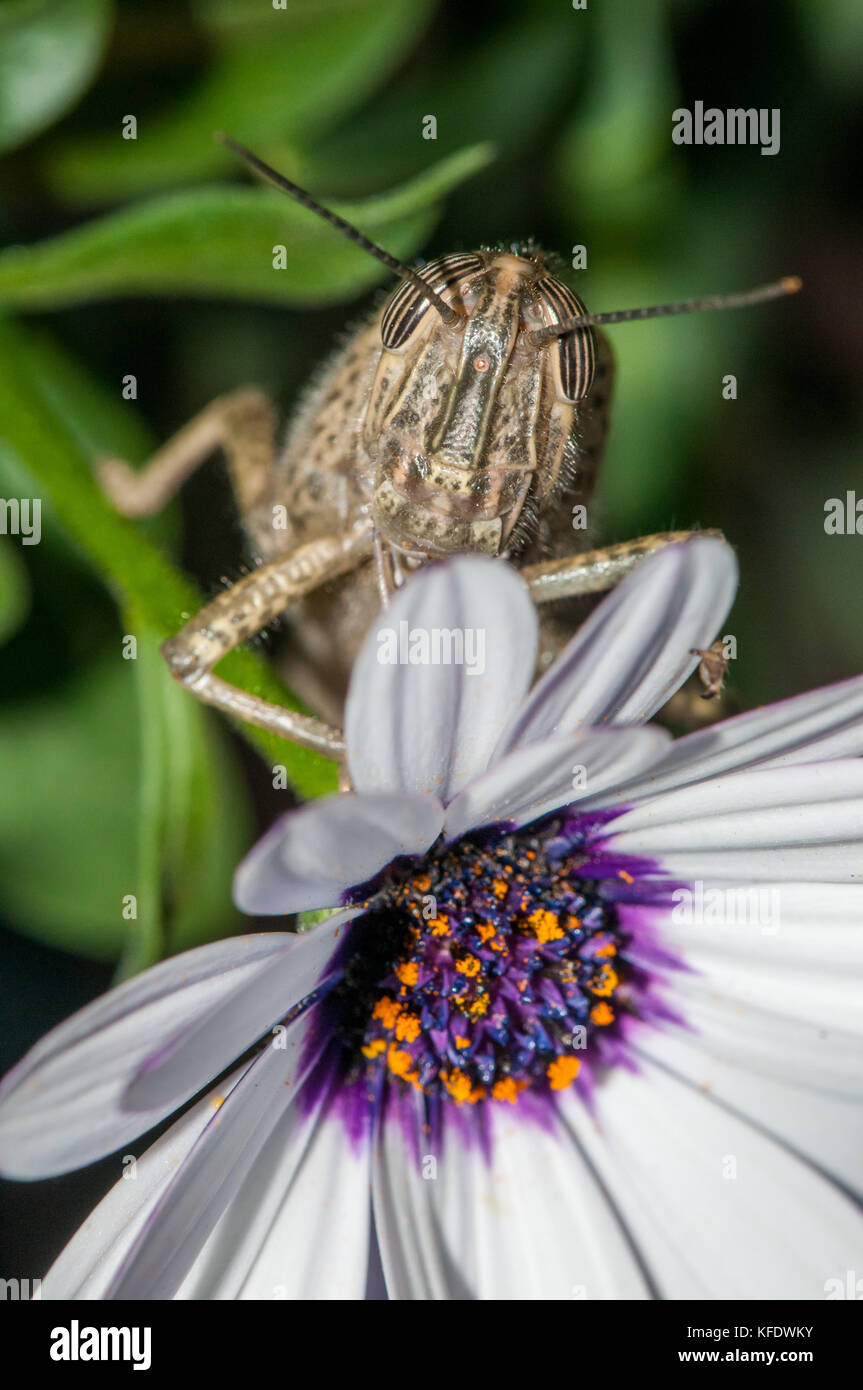 Egyptian Locust (Anacridium aegyptium) on top of a blue-eyed daisy ...