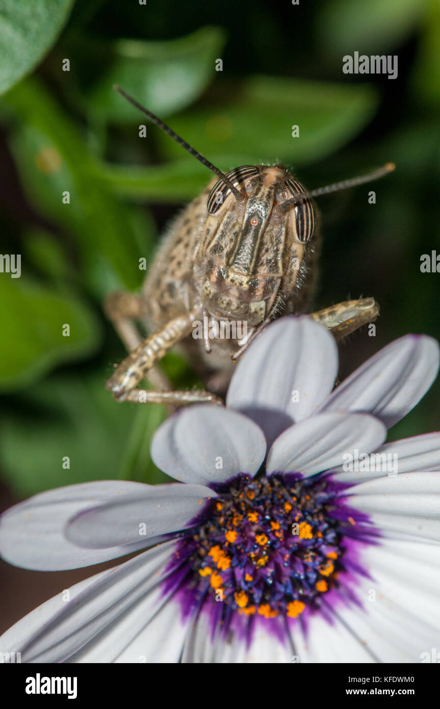Egyptian Locust (Anacridium aegyptium) on top of a blue-eyed daisy ...