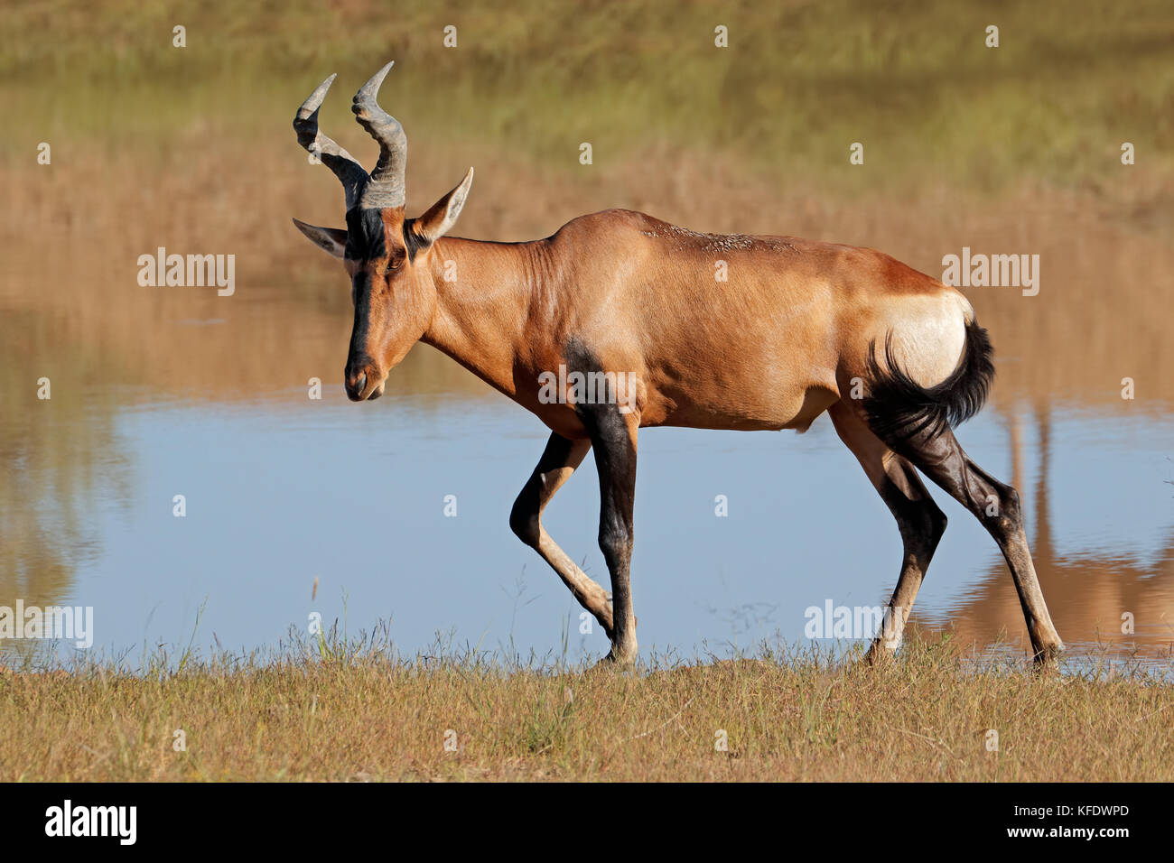 African hartebeest antelope hi-res stock photography and images - Alamy