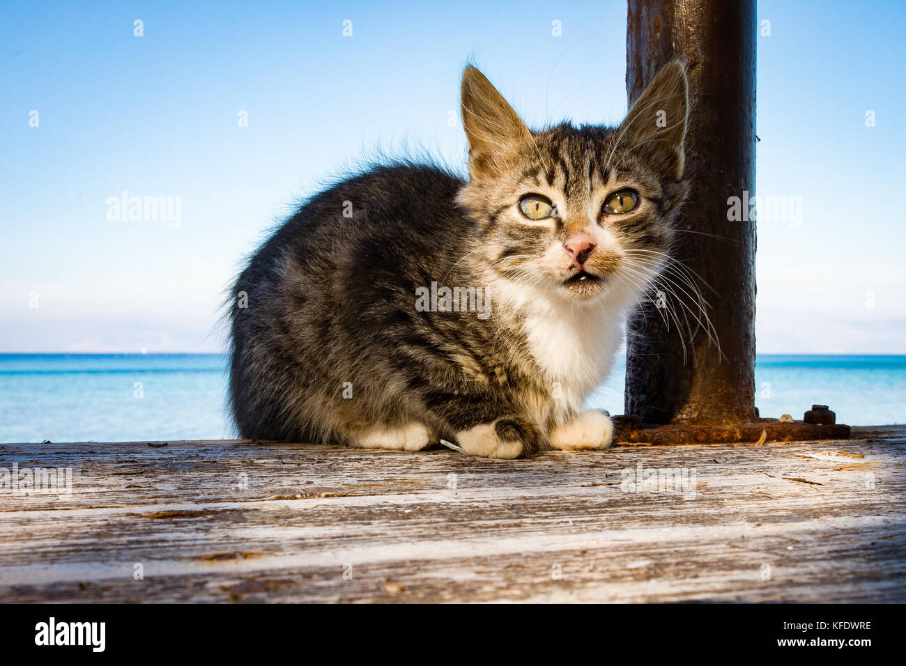 Kitten on the edge of a sea jetty, the Ionian Sea in the background ...