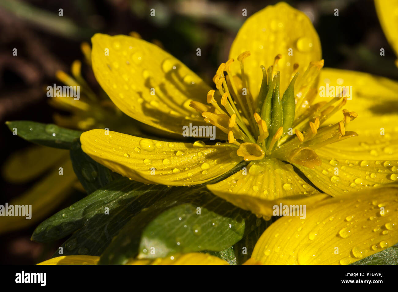 Winter aconite / Eranthis hyemalis grows in Southern Europe, the ...
