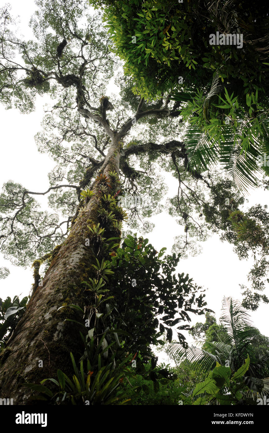 Rainforest tall tree hi-res stock photography and images - Alamy