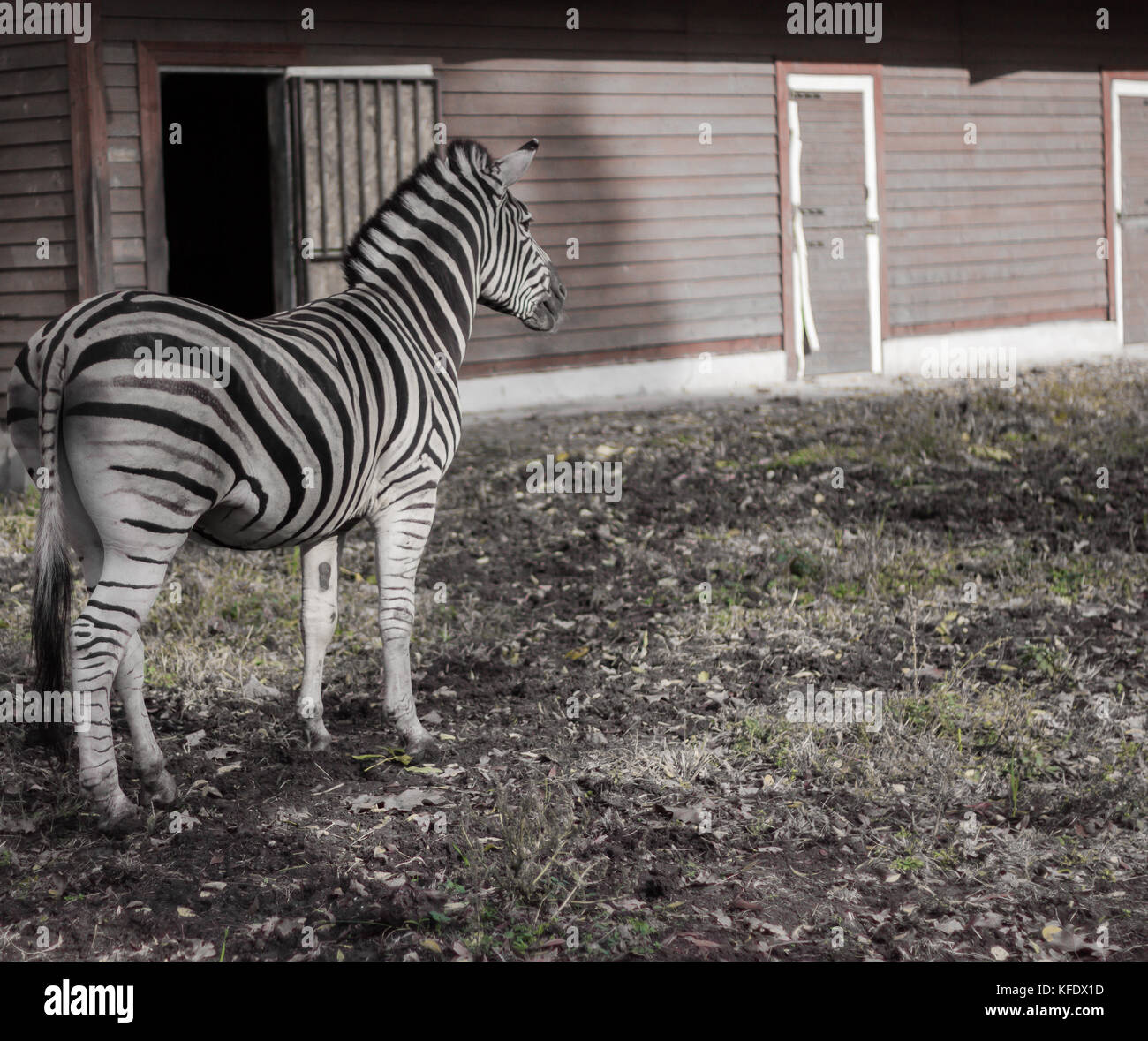 Organ System Of Zebras