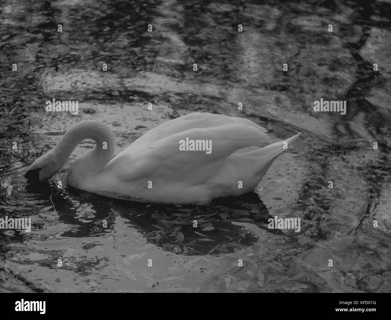 Wing in water Black and White Stock Photos & Images - Alamy