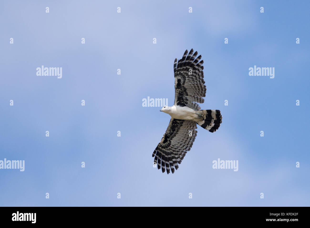 Gaviao de cabeca cinza hi-res stock photography and images - Alamy