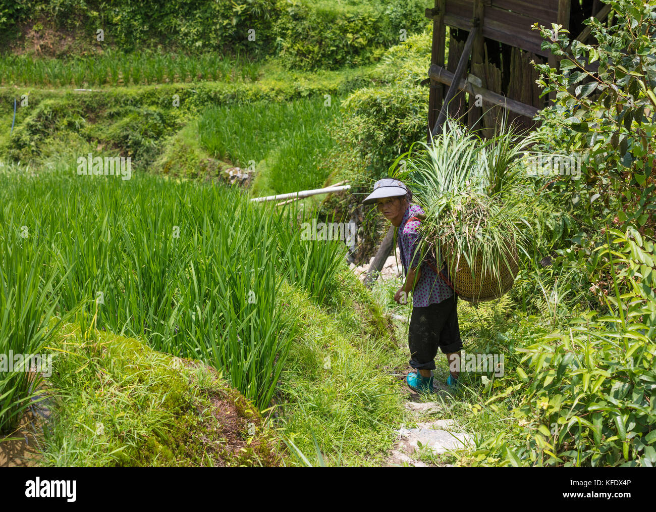 Stock Photo - Longji terraces rice fields near Guilin, Guangxi - China ...