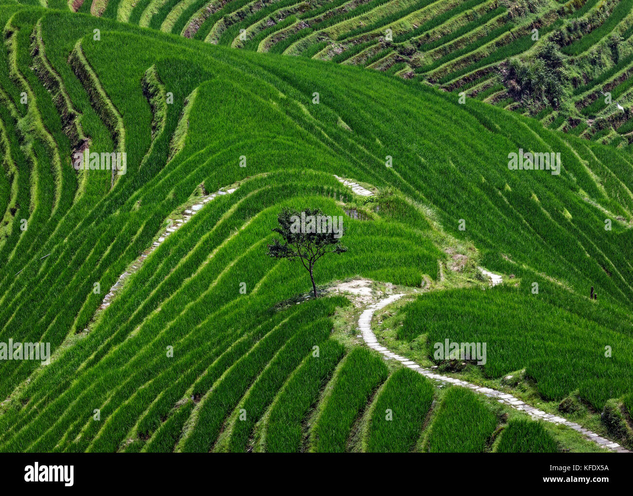 Stock Photo - Longji terraces rice fields near Guilin, Guangxi - China ...
