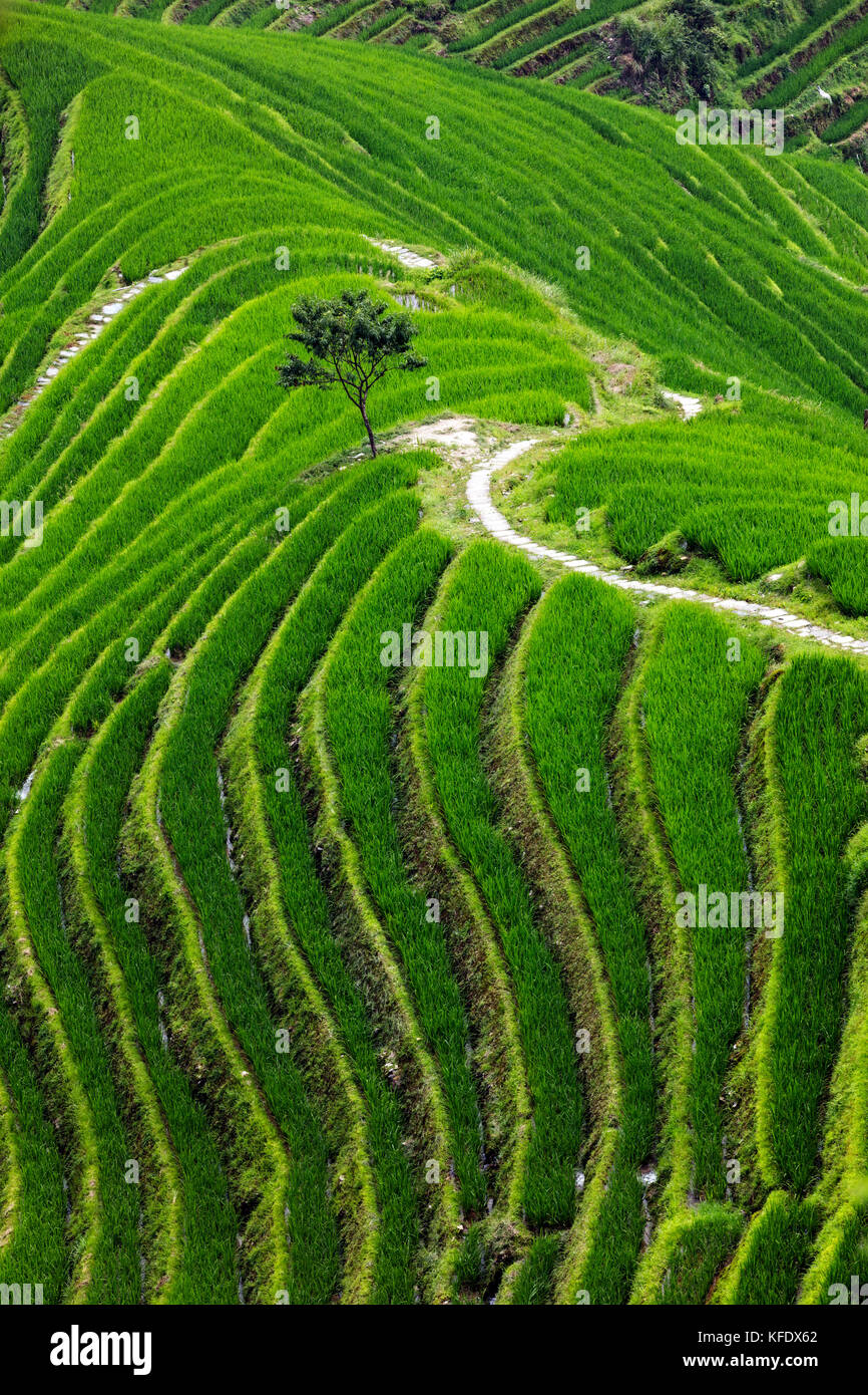 Stock Photo - Longji terraces rice fields near Guilin, Guangxi - China ...