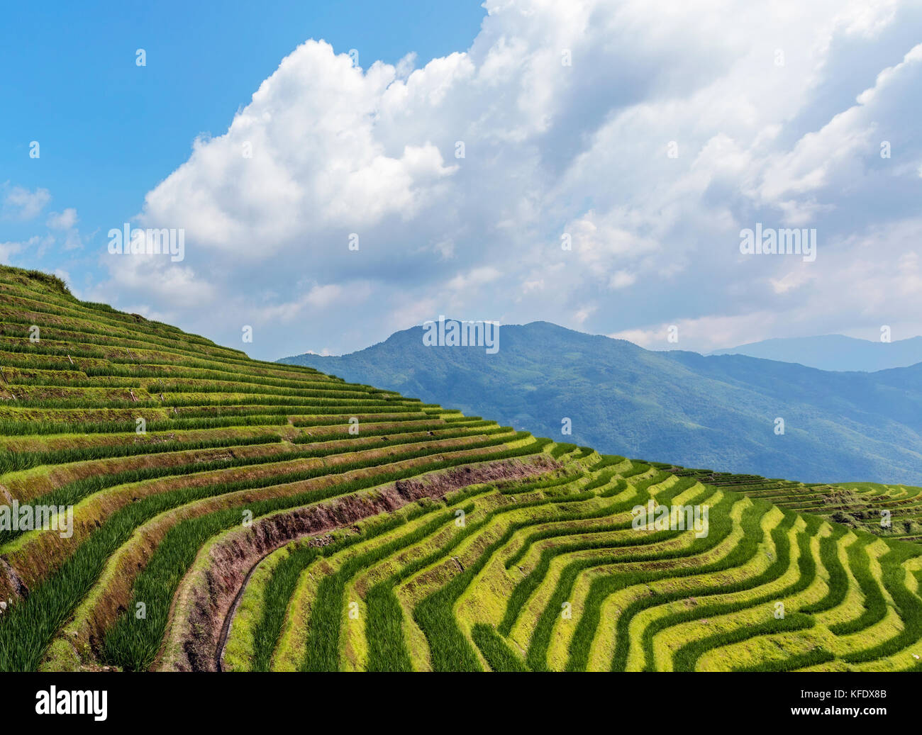 Longji rice terraces dazhai village hi-res stock photography and images ...