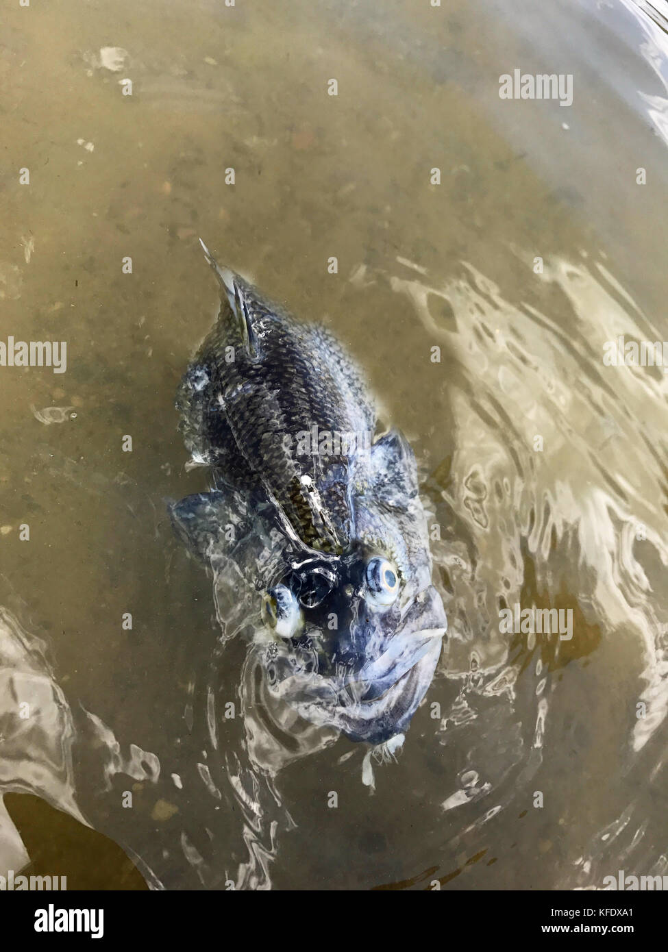Fish breaking surface of water hi-res stock photography and images - Alamy