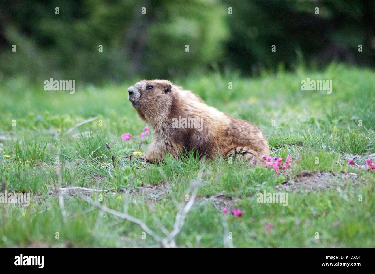 Poking hole hi-res stock photography and images - Alamy