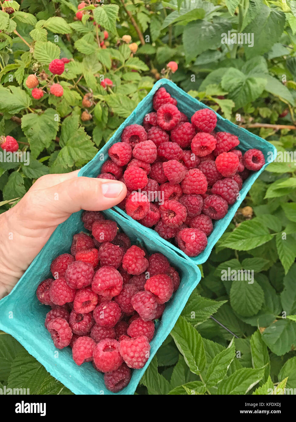 Fresh Picked Red Raspberries, Two Containers In Hand On The Field Stock ...
