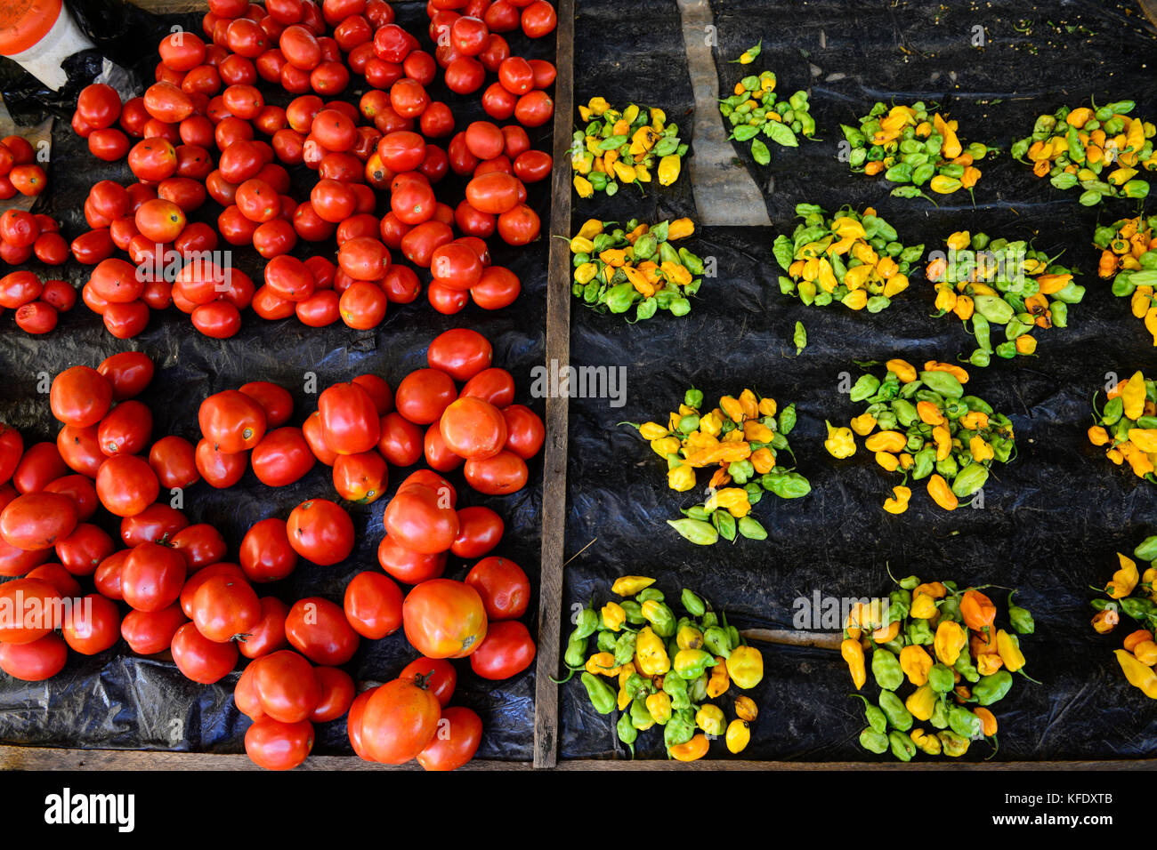 Biodiversitaet hi-res stock photography and images - Alamy