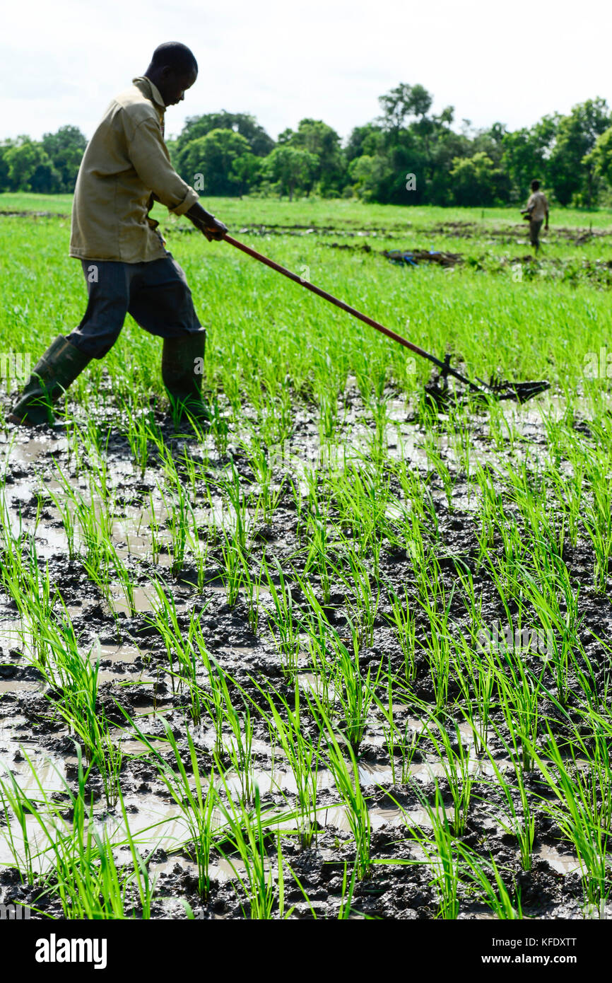 BURKINA FASO, Dano, Fondation Dreyer, SRI system of rice ...