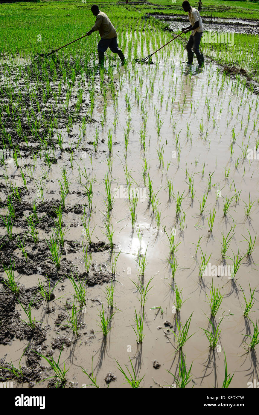 BURKINA FASO, Dano, Fondation Dreyer, SRI system of rice ...