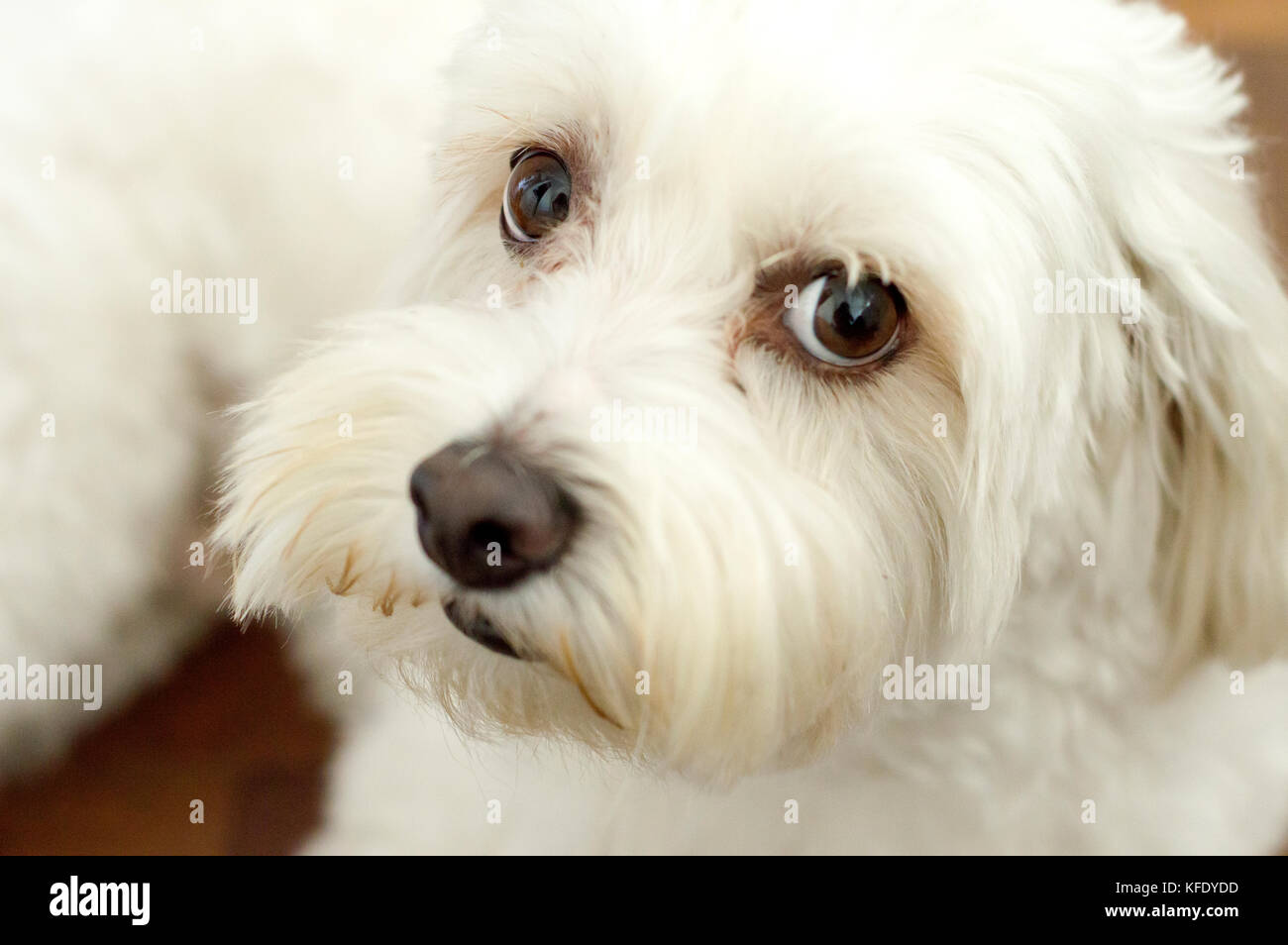White havanese dog hi-res stock photography and images - Alamy