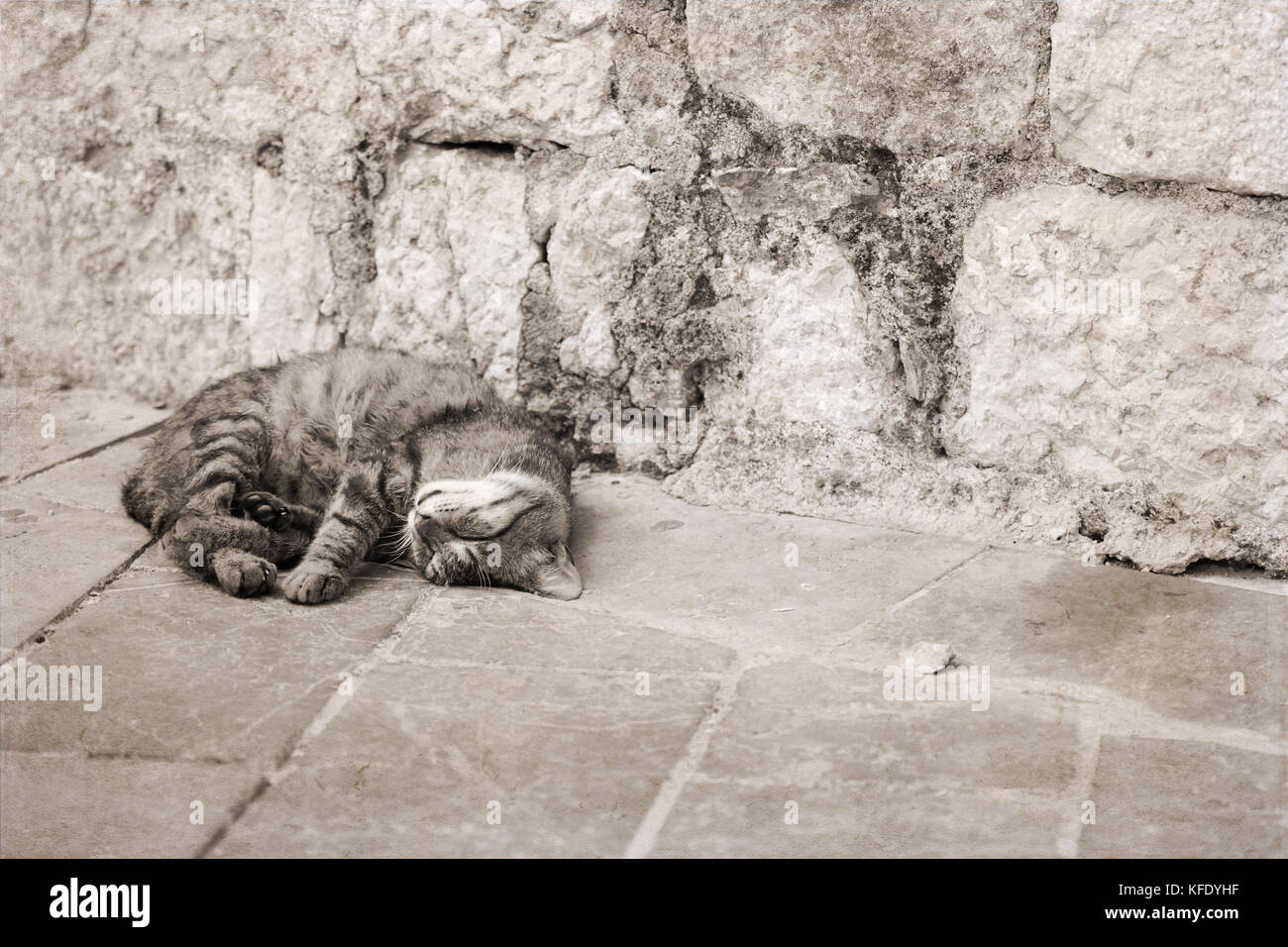 Cat, sleeping outdoor Stock Photo - Alamy