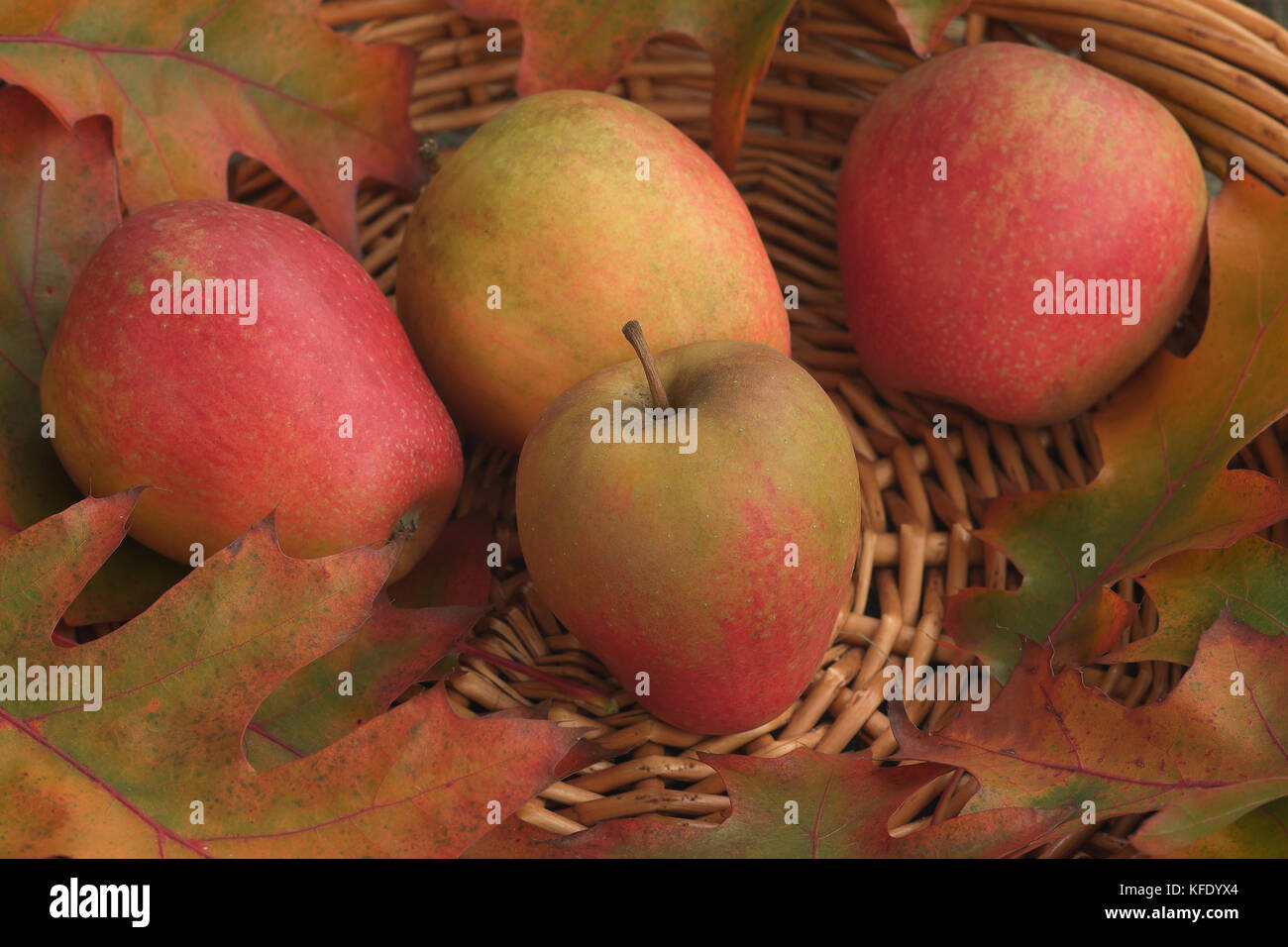 Oak Apple Day Stock Photos & Oak Apple Day Stock Images - Alamy
